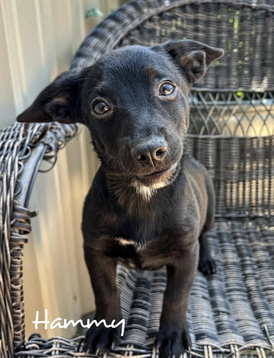 Dog for adoption - Hammy, a Dachshund Mix in Farmington, CT | Petfinder