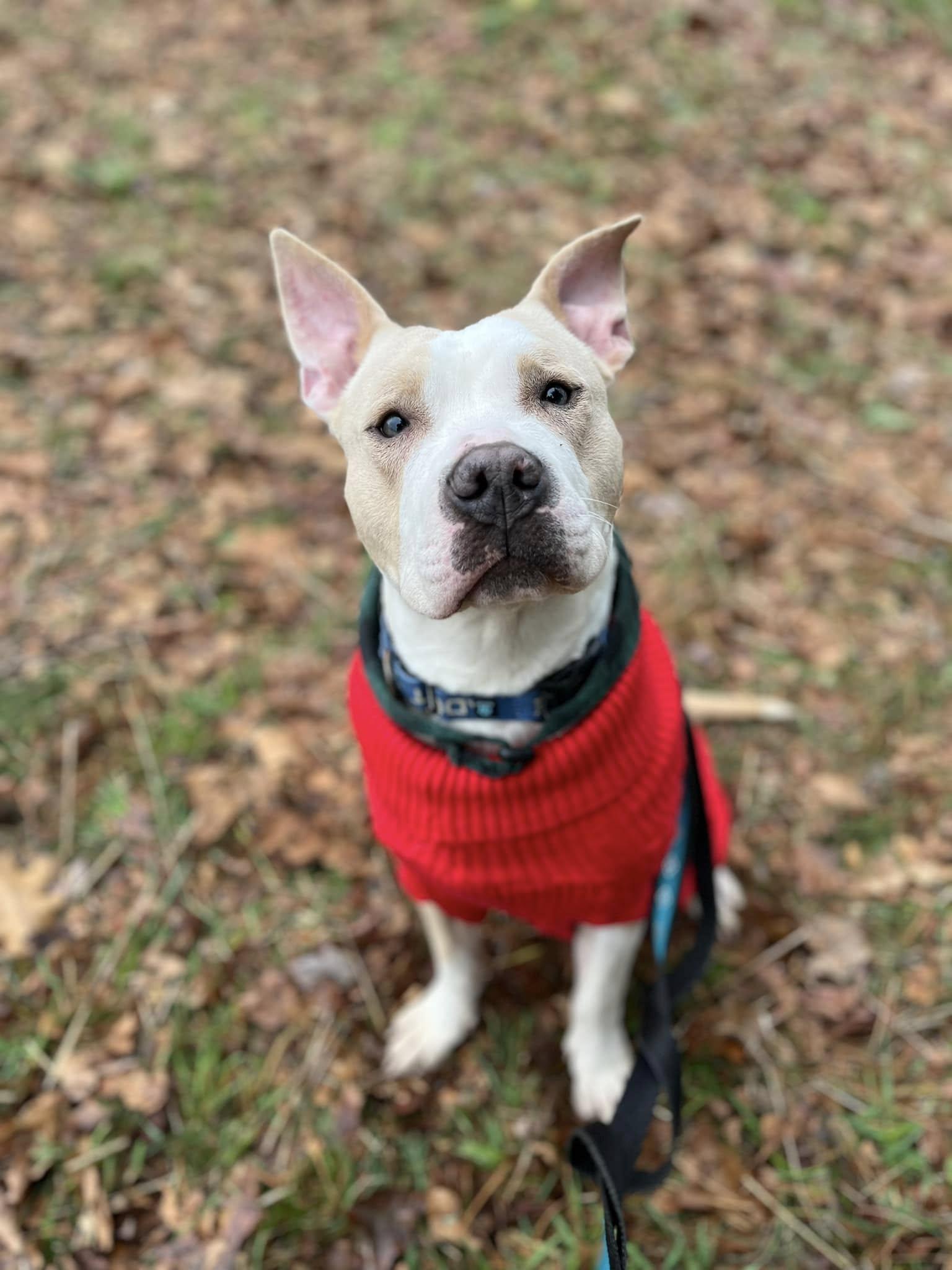 Dog for adoption - Hobbes, a Terrier & Pit Bull Terrier Mix in ...