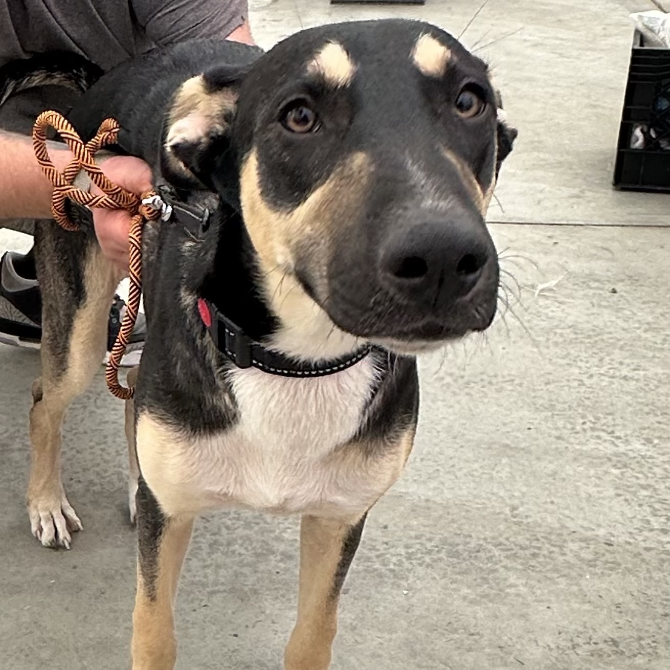 Dog for adoption - Athena - Local Jan 31-Feb 2 (Video), a German ...