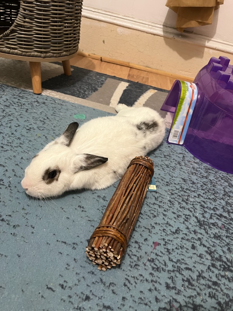 Rabbit for adoption - Checkers, a Hotot in New York, NY | Petfinder