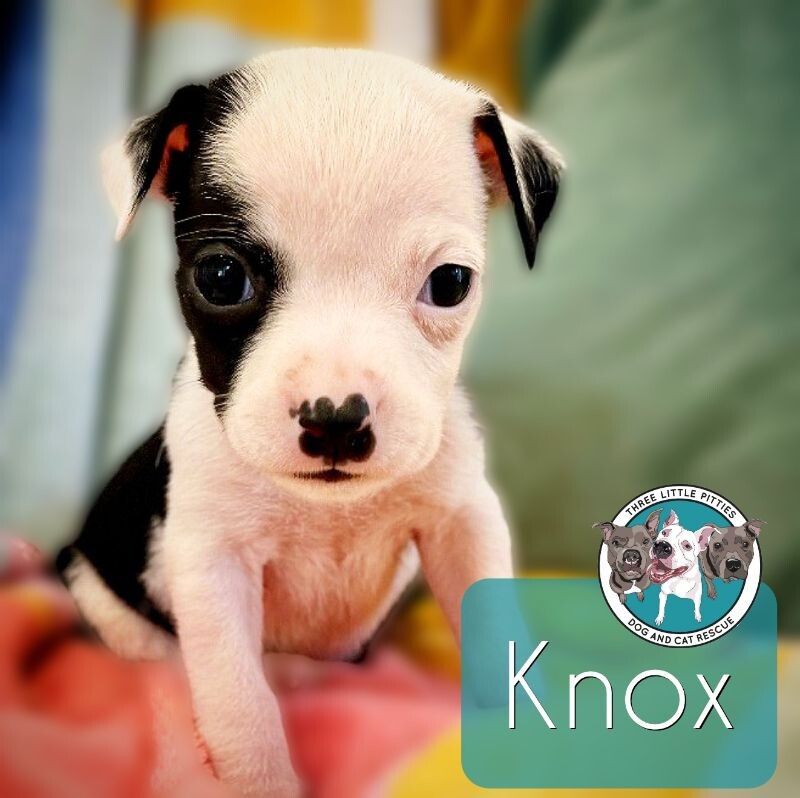 Dog for adoption - Knox Betty, a Pit Bull Terrier & French Bulldog Mix ...