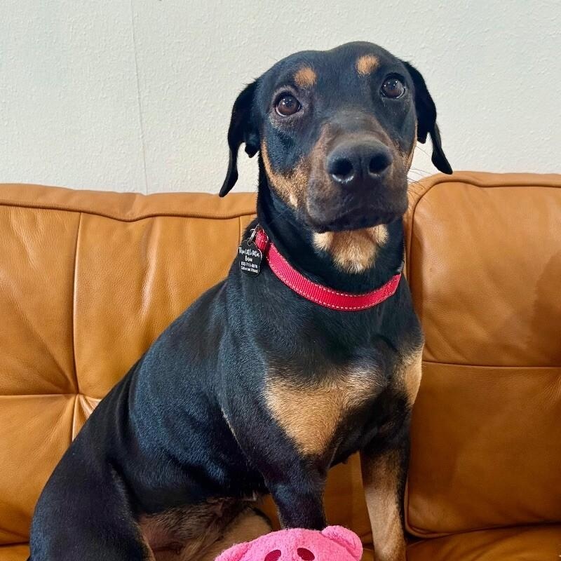 Dog for adoption - Maggie the mini Dobie, a Doberman Pinscher ...