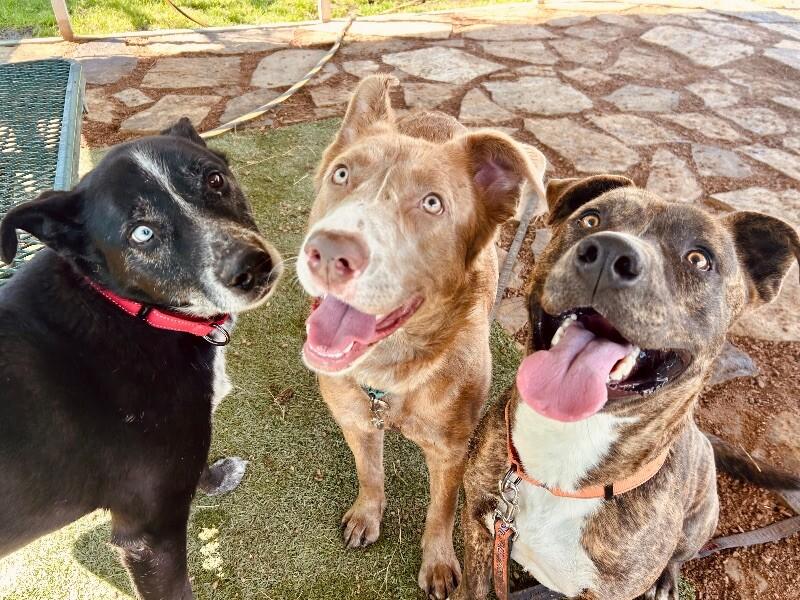 Dog for adoption - Thadius Goofy Goober, a Pit Bull Terrier & American ...