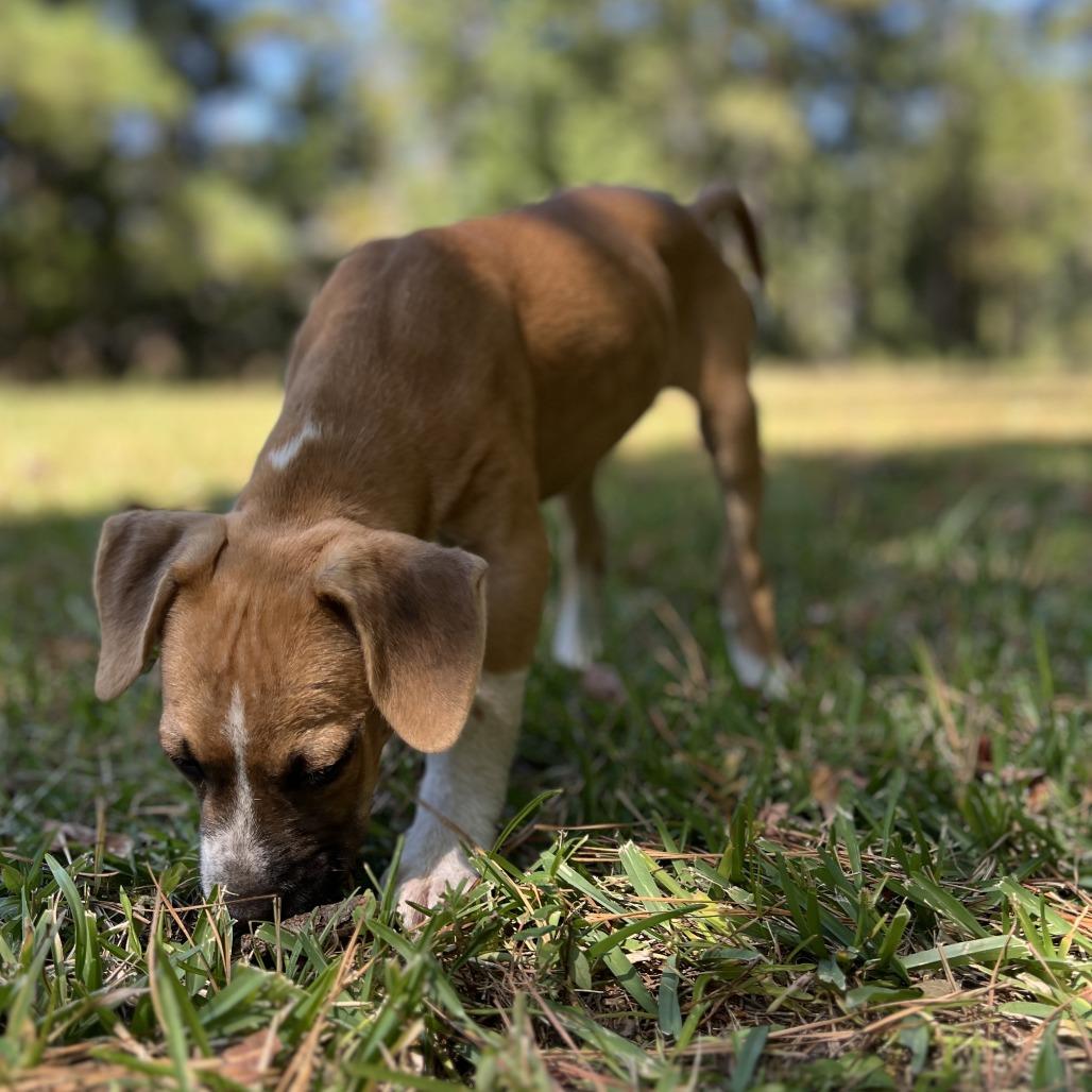 Dog for adoption - Meg, a Mixed Breed in finksburg, MD | Petfinder