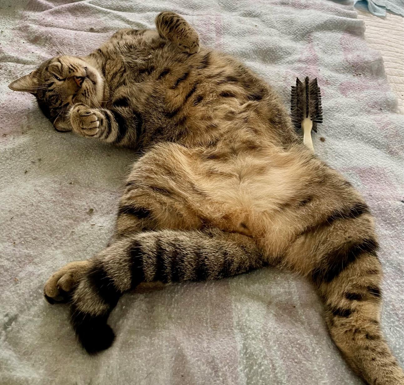 Cat for adoption - Charming Chuckie - Lover Boy!, a Tabby in Houston ...