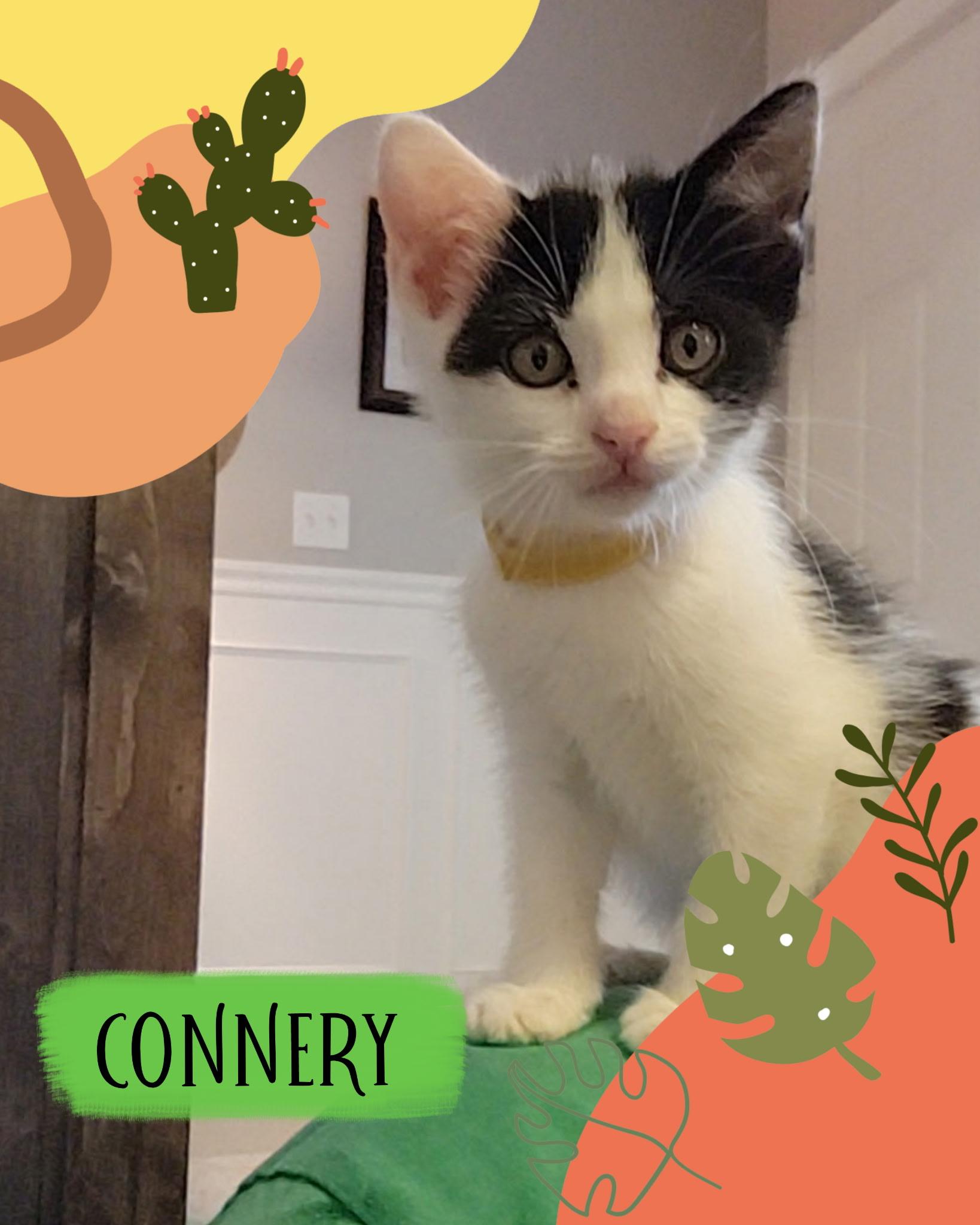 Cat for adoption - Connery, a Domestic Short Hair in Kennewick, WA ...
