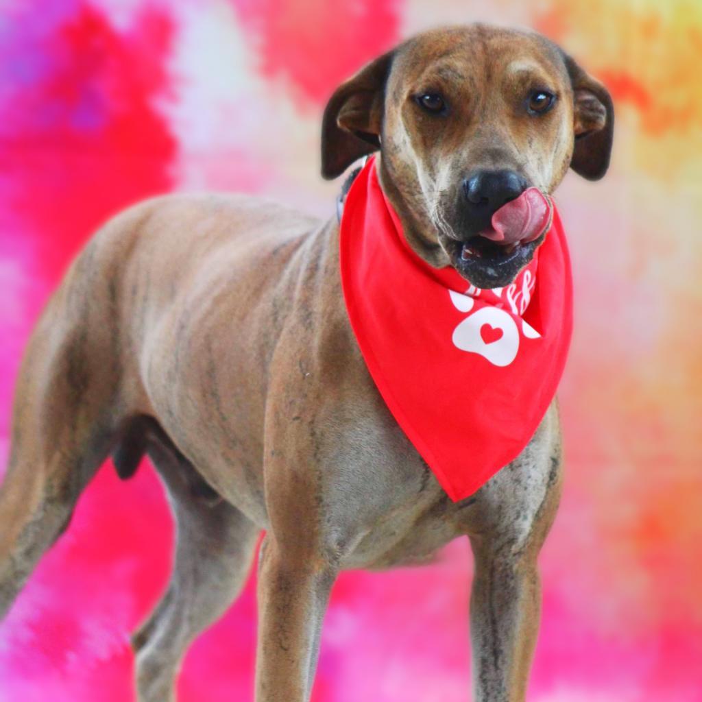 Dog for adoption - Will-E JuM, a Plott Hound & Shar-Pei Mix in Memphis ...