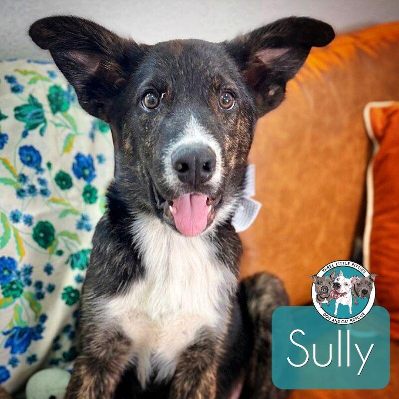 Dog for adoption - Sully Cutie, a Siberian Husky & Labrador Retriever ...
