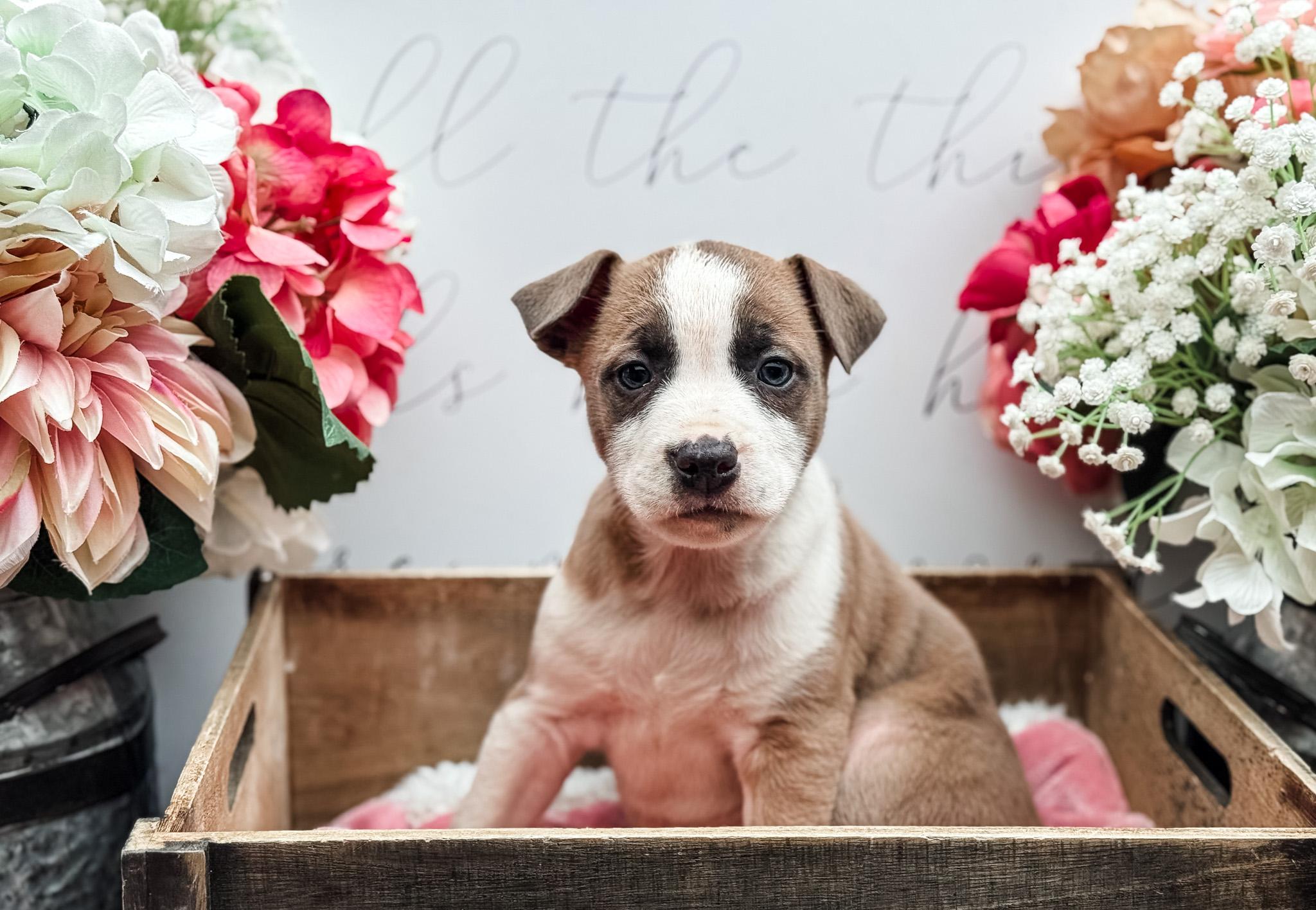 Dog for adoption - Nala, a Mastiff & Labrador Retriever Mix in Newberg ...