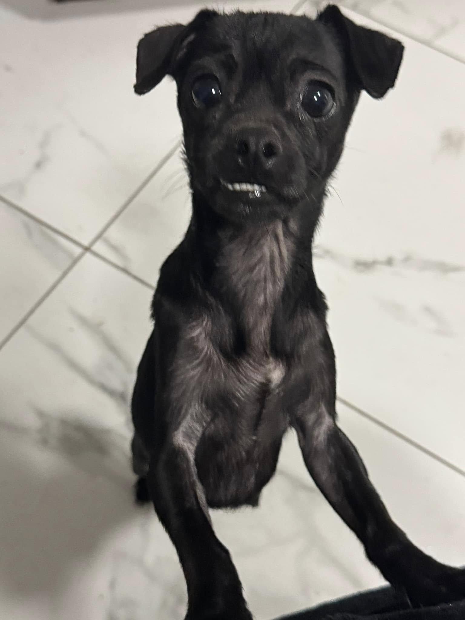 Dog for adoption - Pancho, a Pug & Chihuahua Mix in Howe, IN | Petfinder