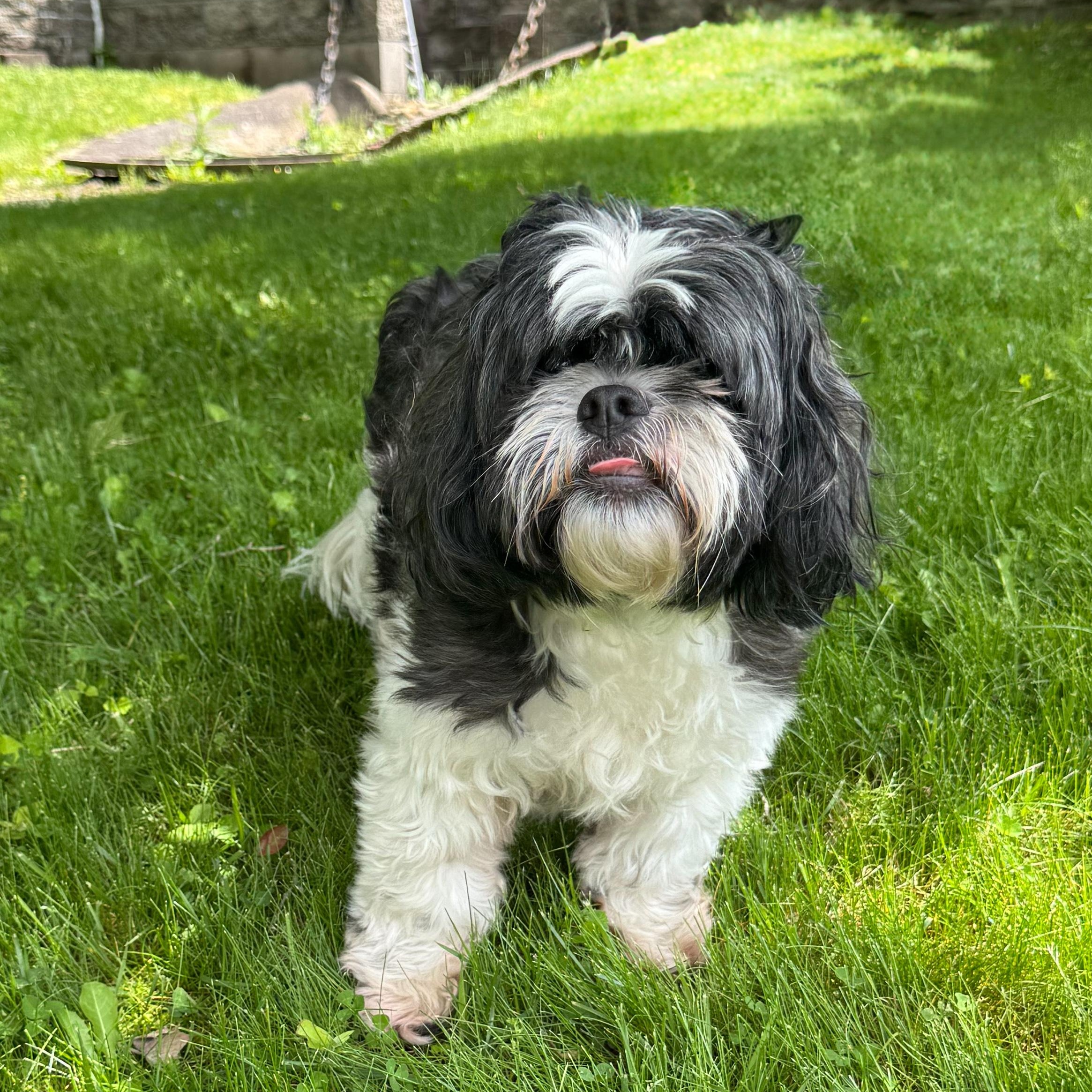 Dog for adoption - Rambo, a Shih Tzu Mix in Latrobe, PA | Petfinder