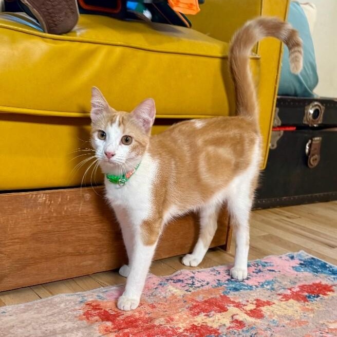 Cat for adoption - Pesto Pop, a Domestic Short Hair in Portage, WI ...