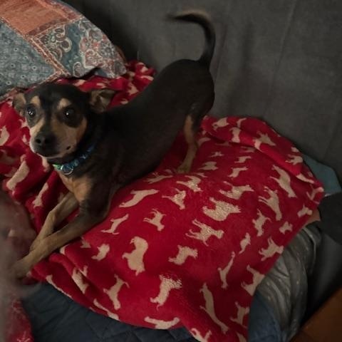 Frank - Adoptable Pet | Petfinder | Petfinder