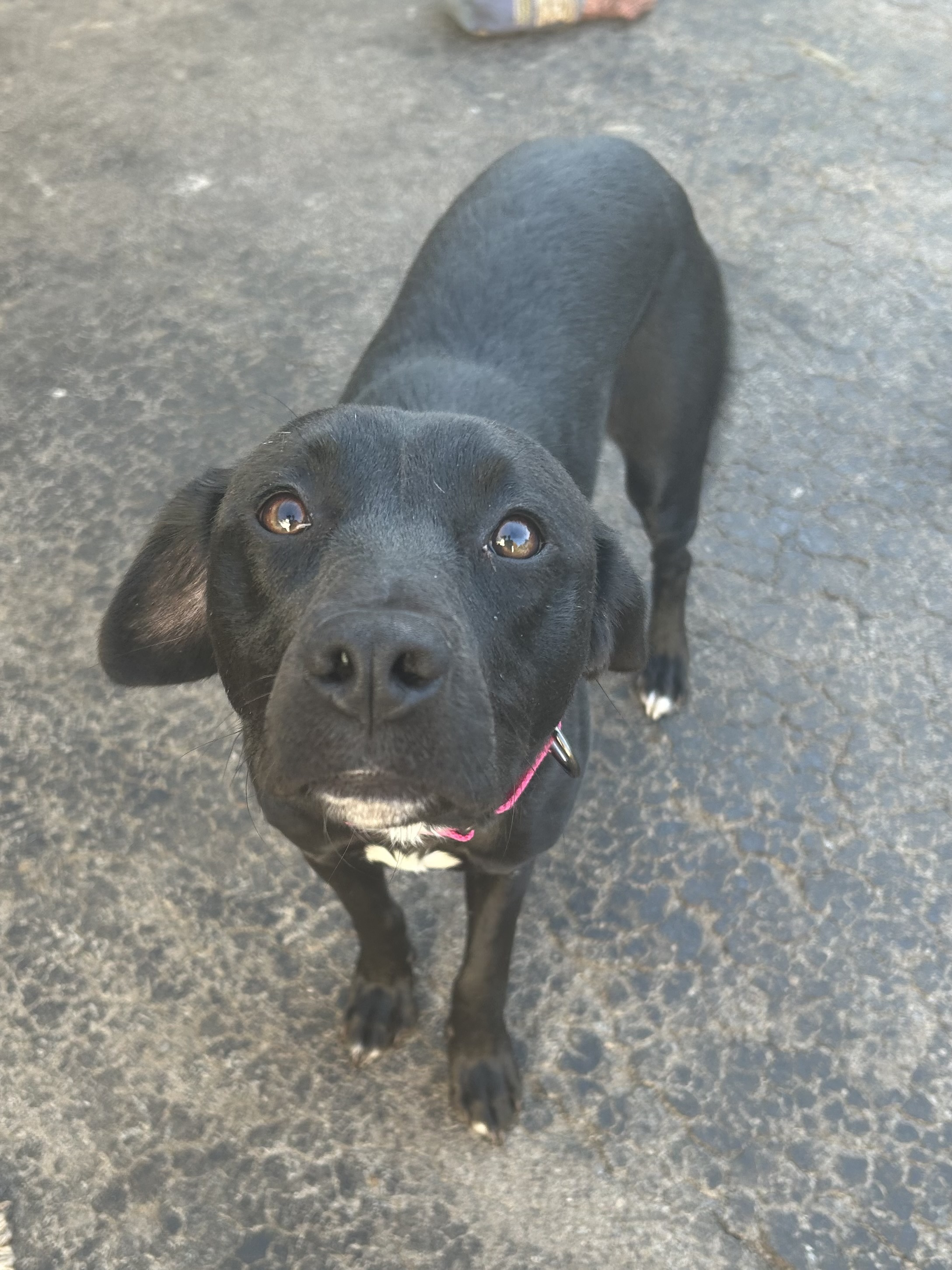 Dog for adoption - Lavender, a Labrador Retriever & Black Labrador ...
