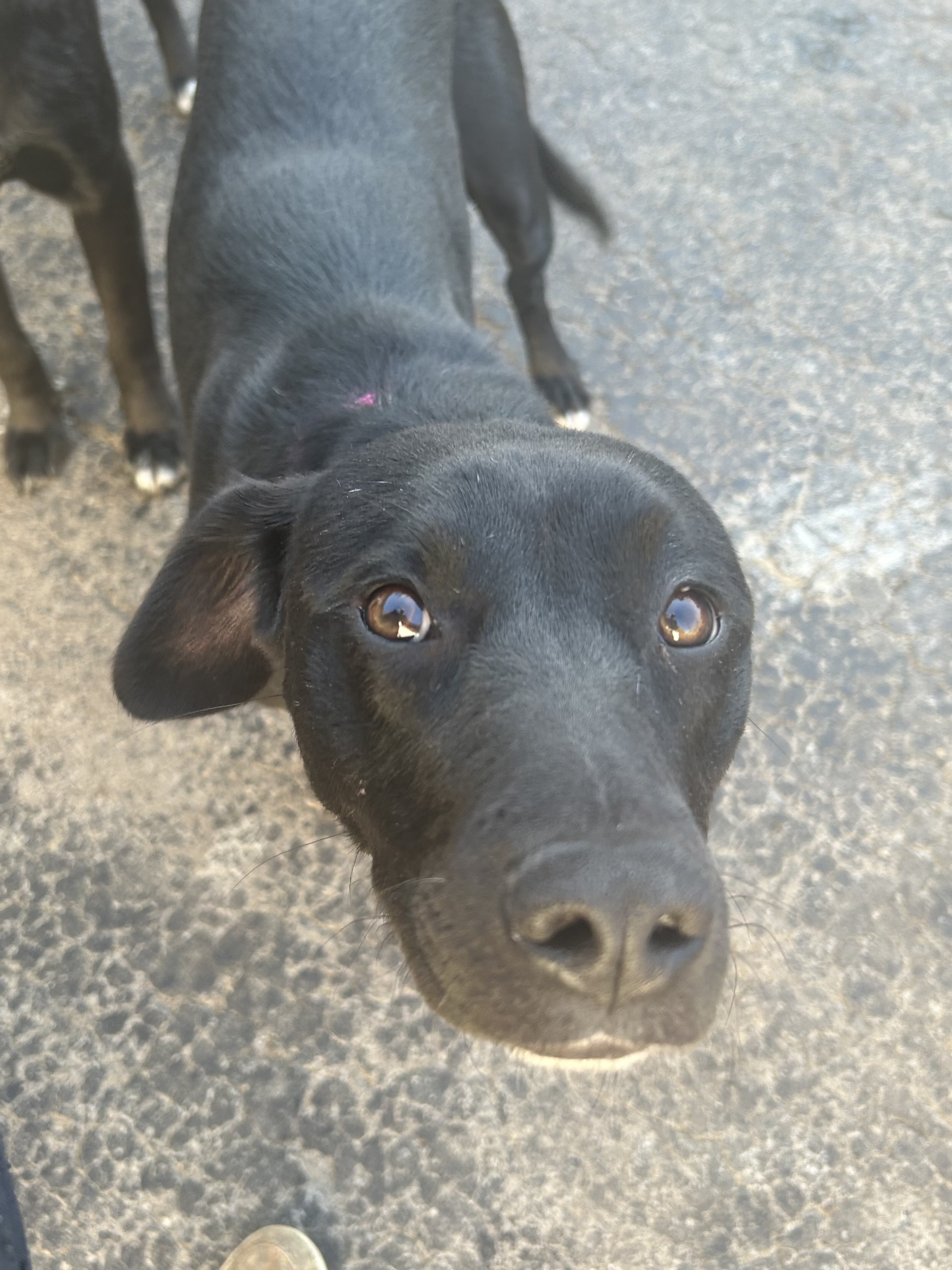 Dog for adoption - Lavender, a Labrador Retriever & Black Labrador ...