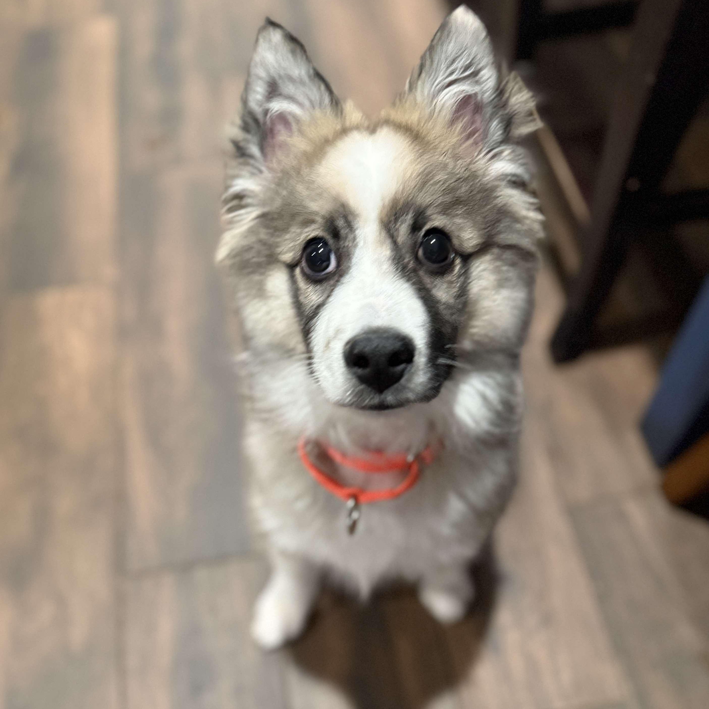 Dog for adoption - Max, a Shetland Sheepdog / Sheltie Mix in Dix Hills, NY | Petfinder