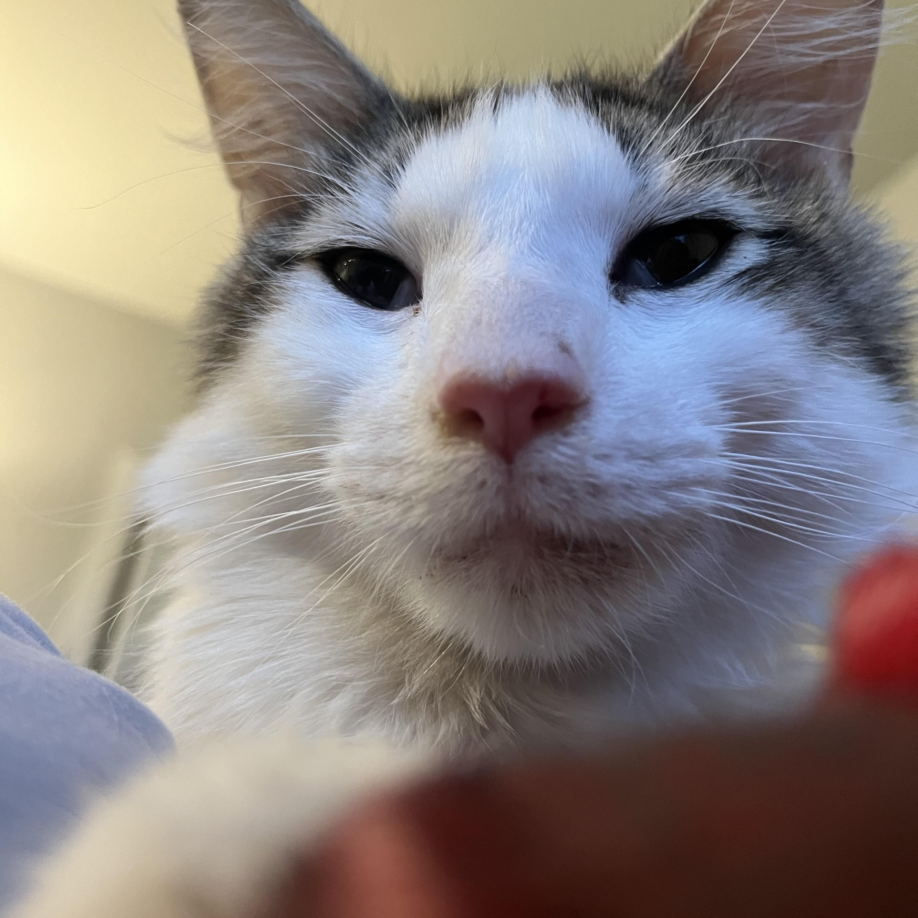 Cat for adoption - Gritty Jawn, a Domestic Short Hair in Levittown, PA ...