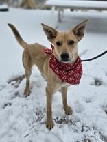 Dog for adoption - Bango, a Mixed Breed in Woodstock, IL | Petfinder