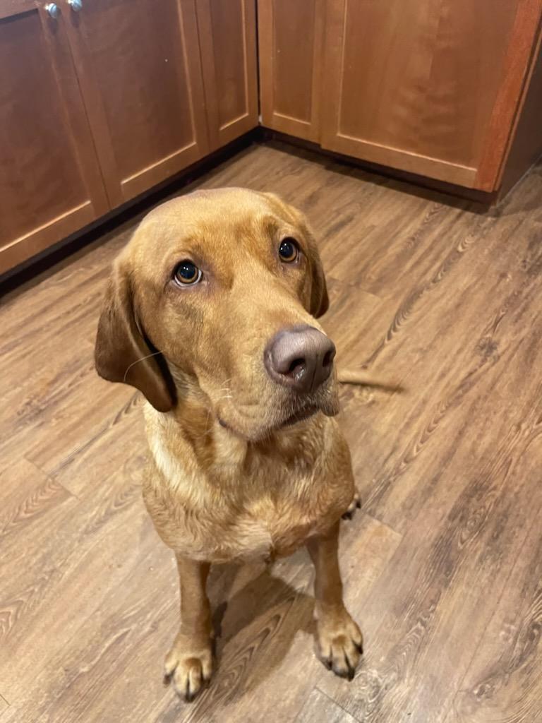 Dog for adoption - Macy, a Yellow Labrador Retriever in Shelton, WA ...