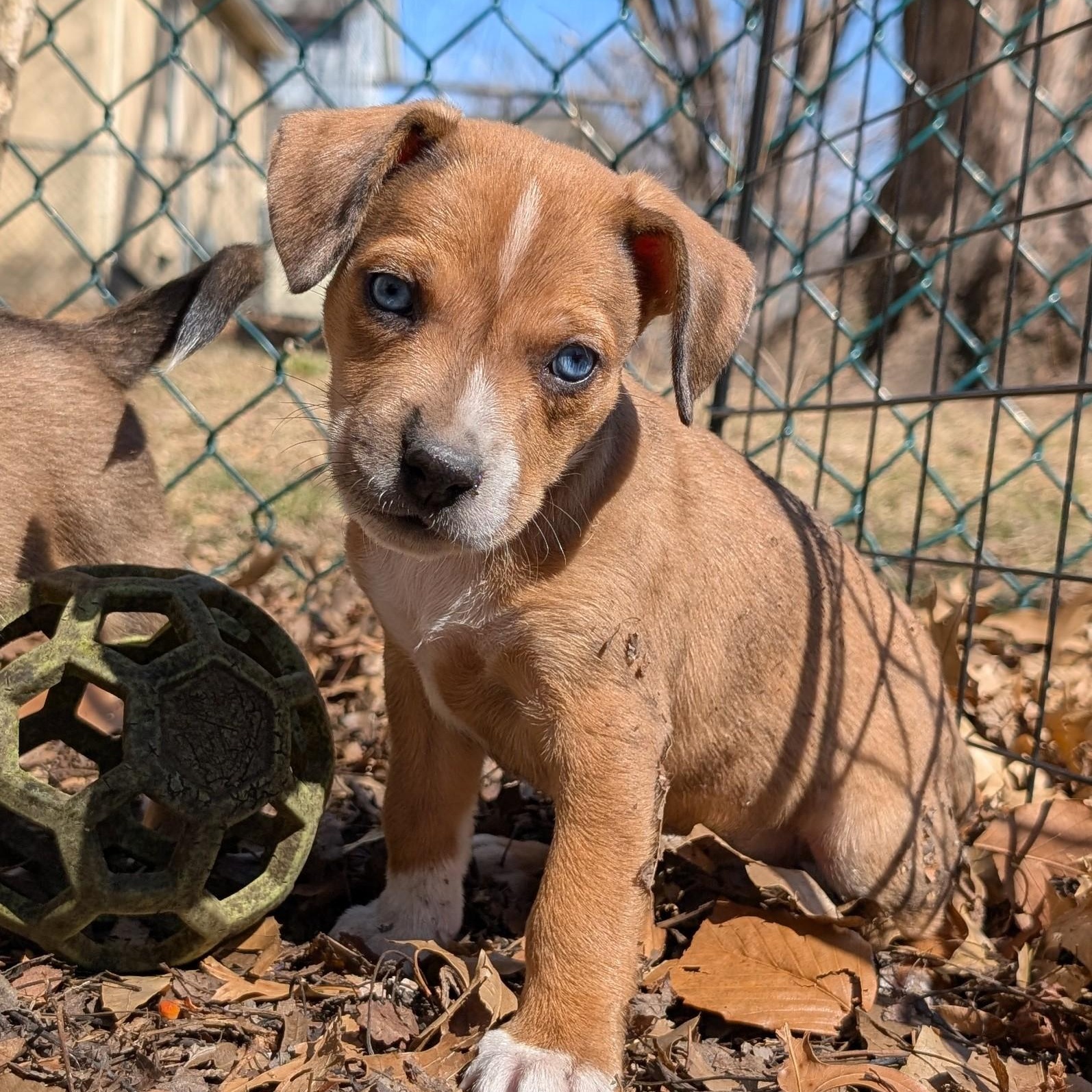 Dog for adoption - Mateo, a Beagle & Catahoula Leopard Dog Mix in ...