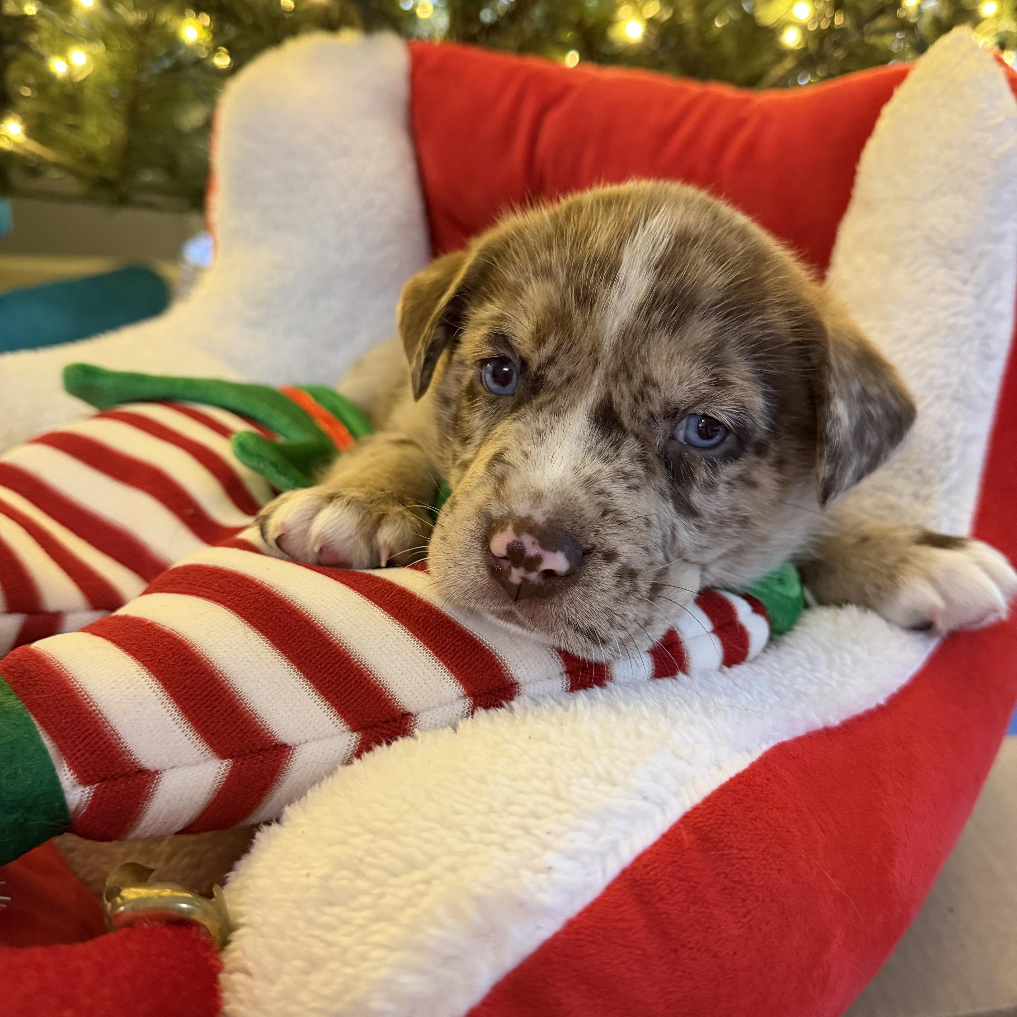 Paco - Adoptable Pet | Petfinder | Petfinder