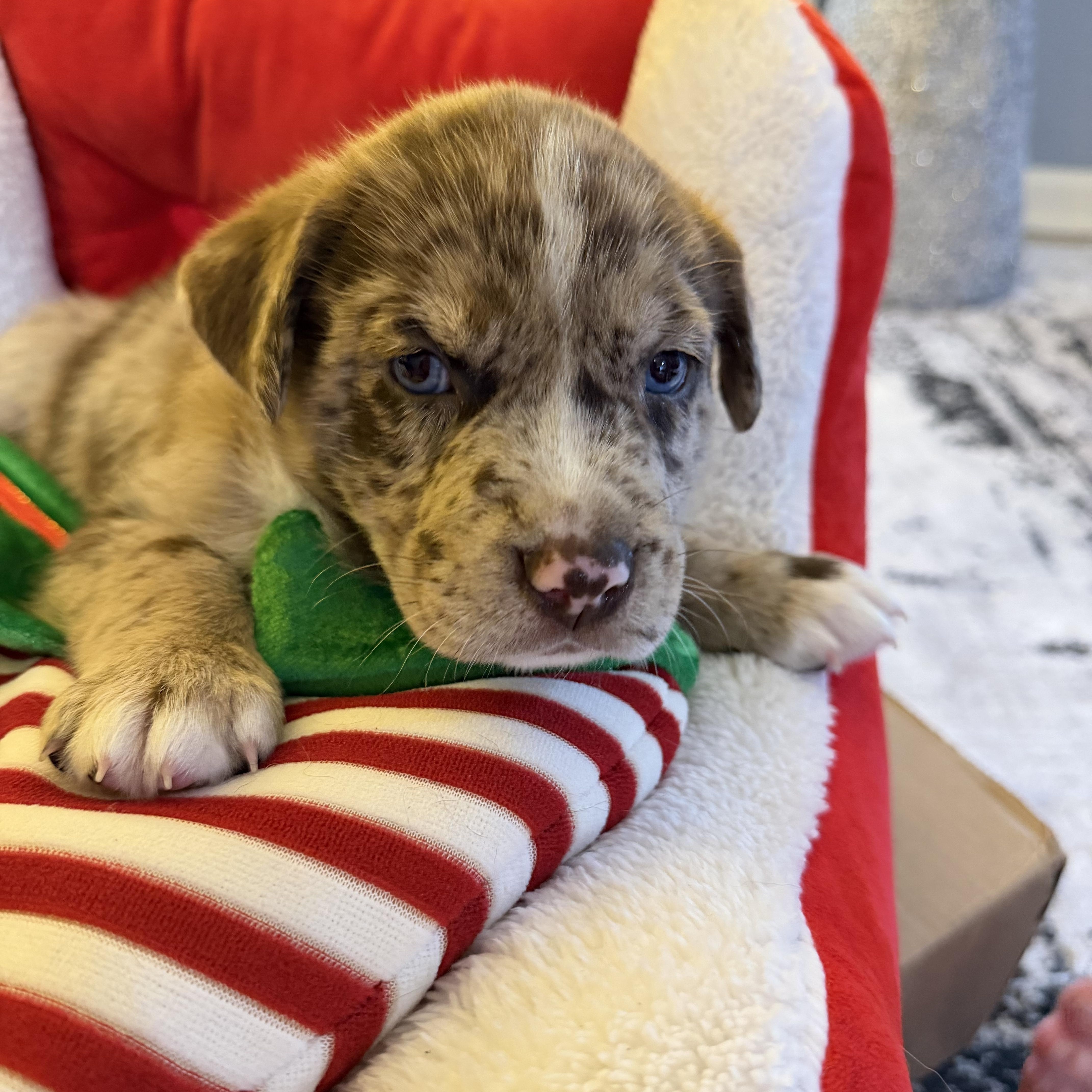 Paco - Adoptable Pet | Petfinder | Petfinder