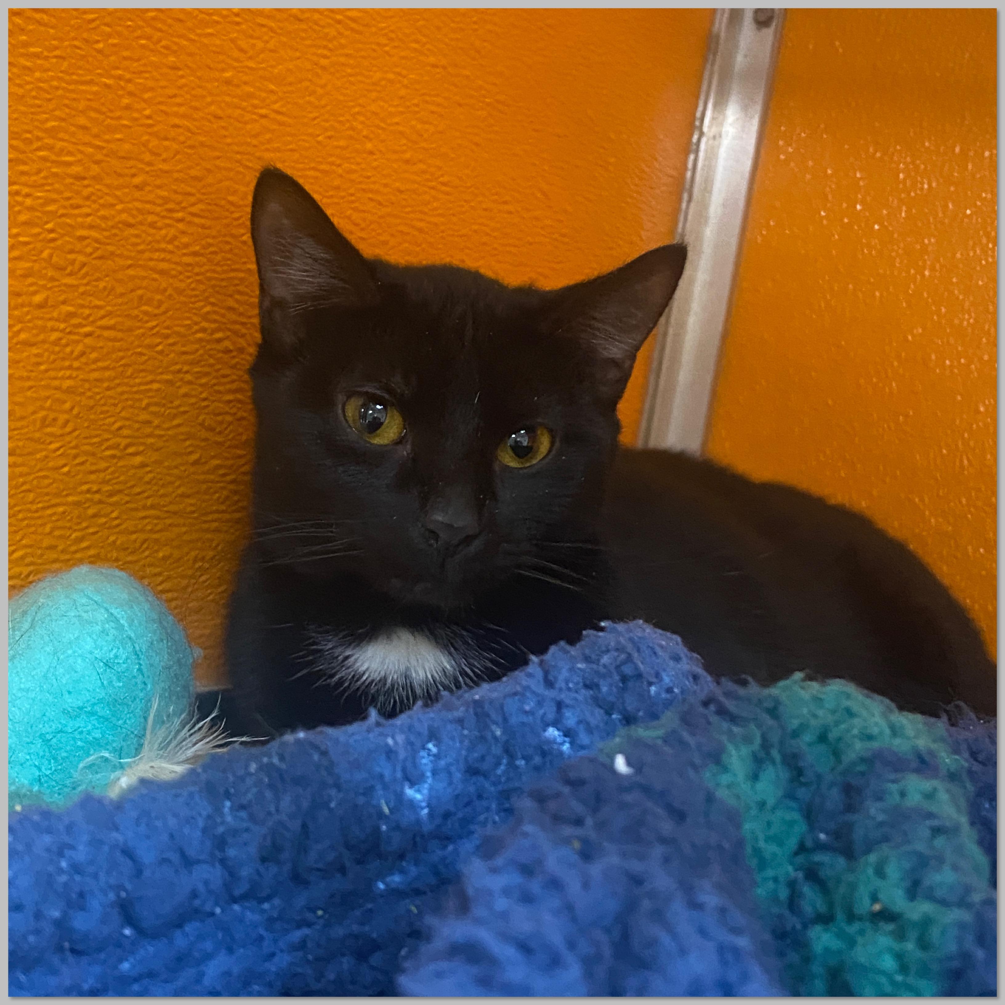 Cherie - Adoptable Pet | Petfinder | Petfinder
