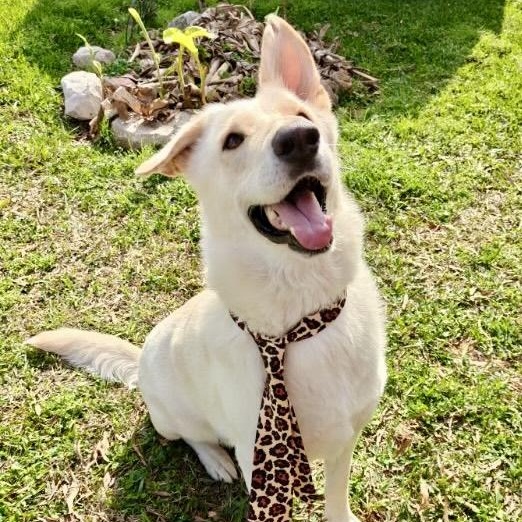 Dog for adoption - Finley, a Shepherd & Labrador Retriever Mix in ...