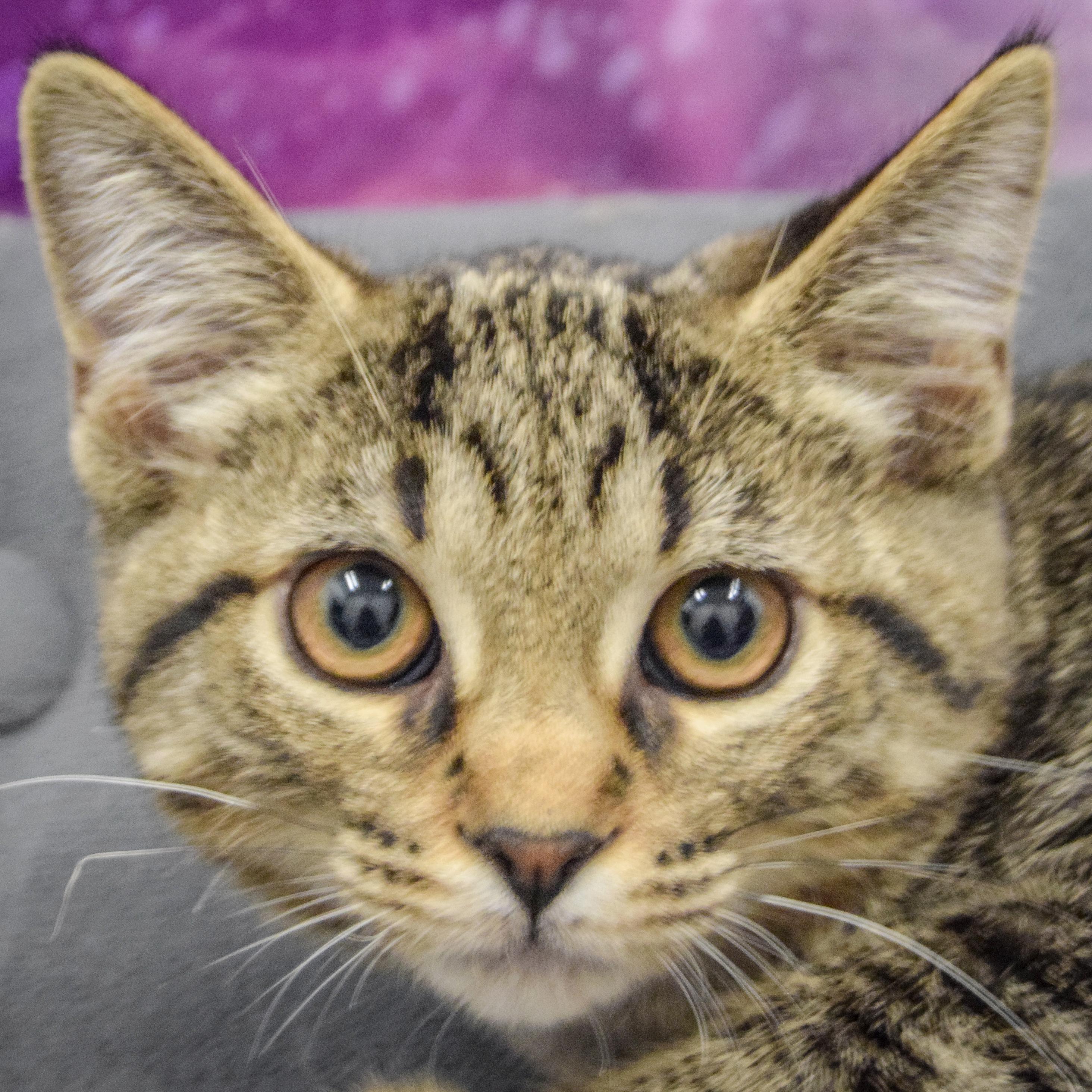 Cat for adoption - Ruby, a Tabby & Domestic Short Hair Mix in Huntley ...