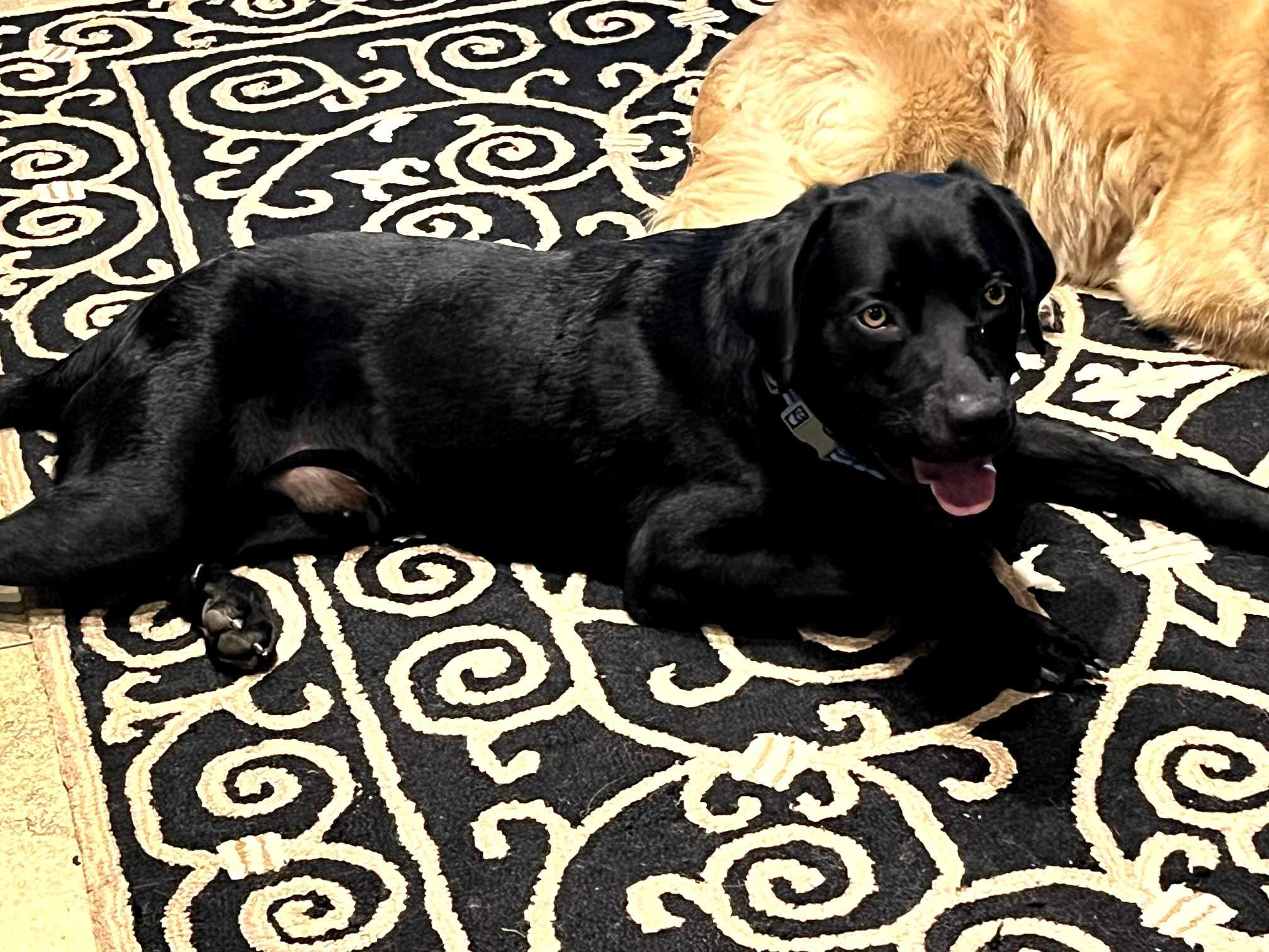 Dog for adoption - Maverick, a Black Labrador Retriever in Cheyenne, WY ...