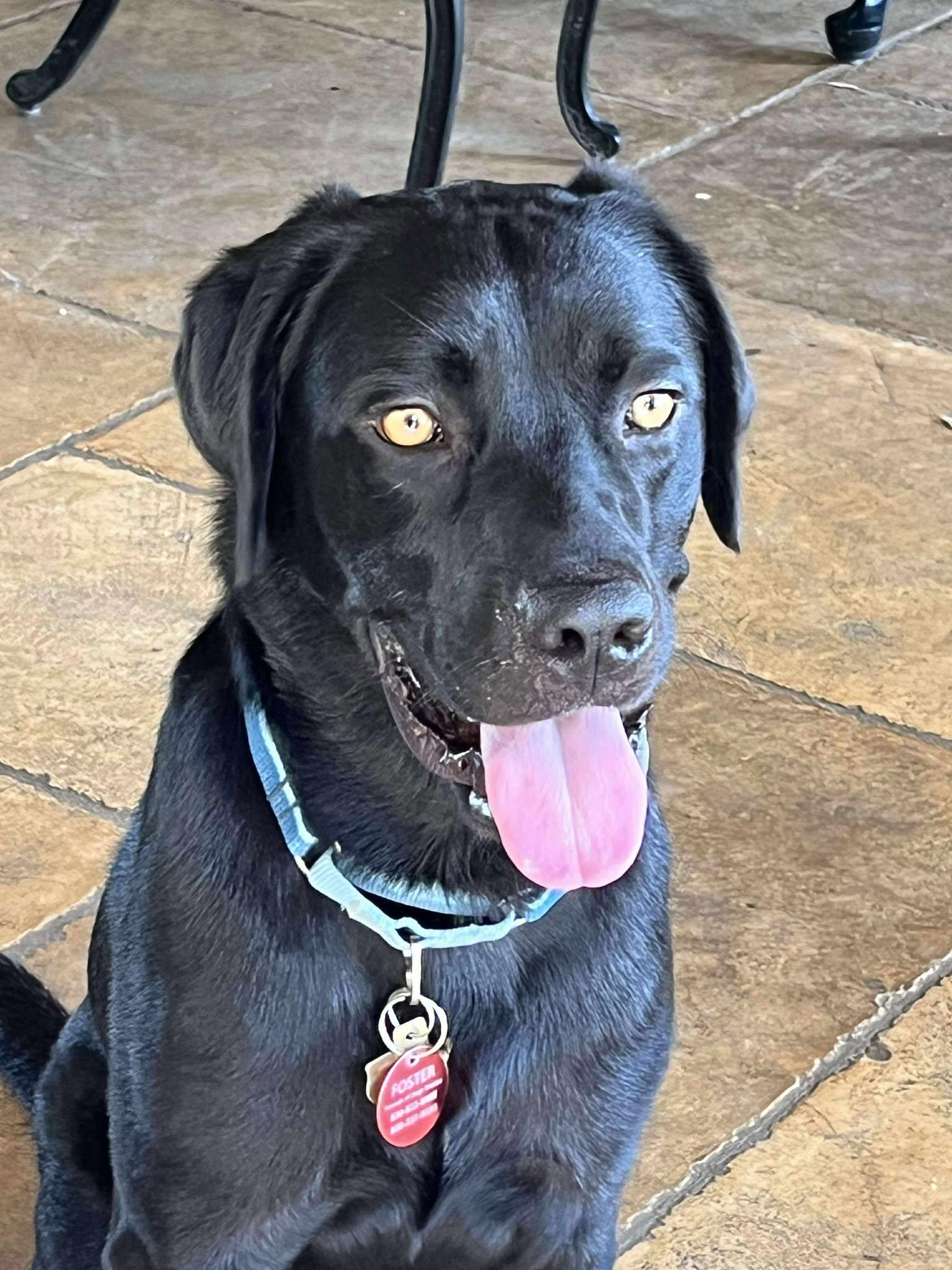 Dog for adoption - Maverick, a Black Labrador Retriever in Cheyenne, WY ...