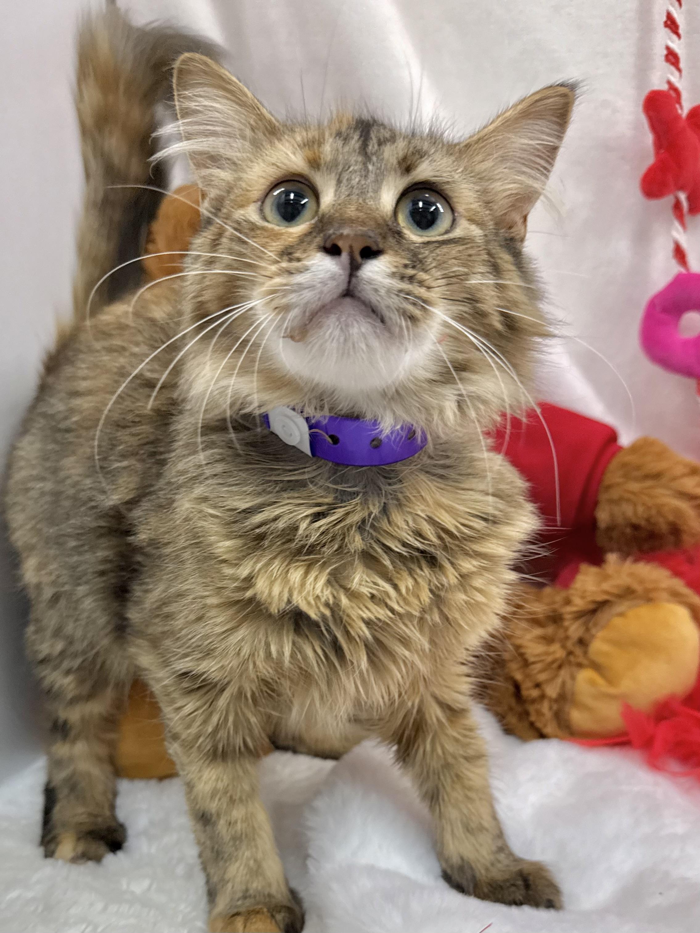Cat for adoption - Indigo Love, a Maine Coon & Torbie Mix in Tavares ...