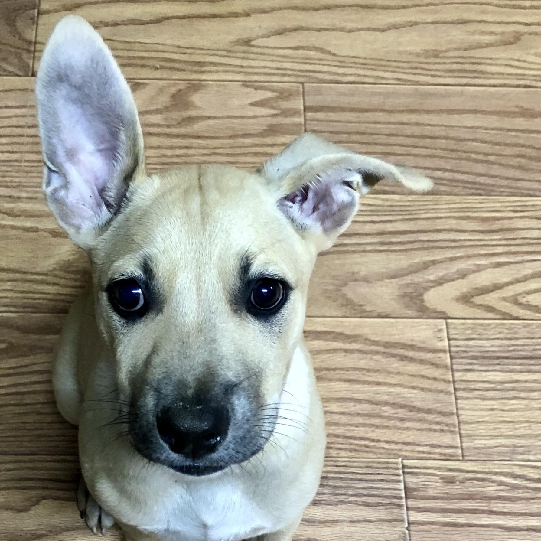 Dog for adoption - Finlay, a Carolina Dog Mix in Columbia, SC | Petfinder