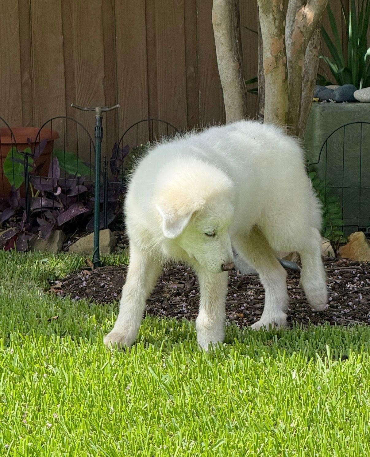 Dog for adoption - Isla, a Great Pyrenees in Sims, NC | Petfinder