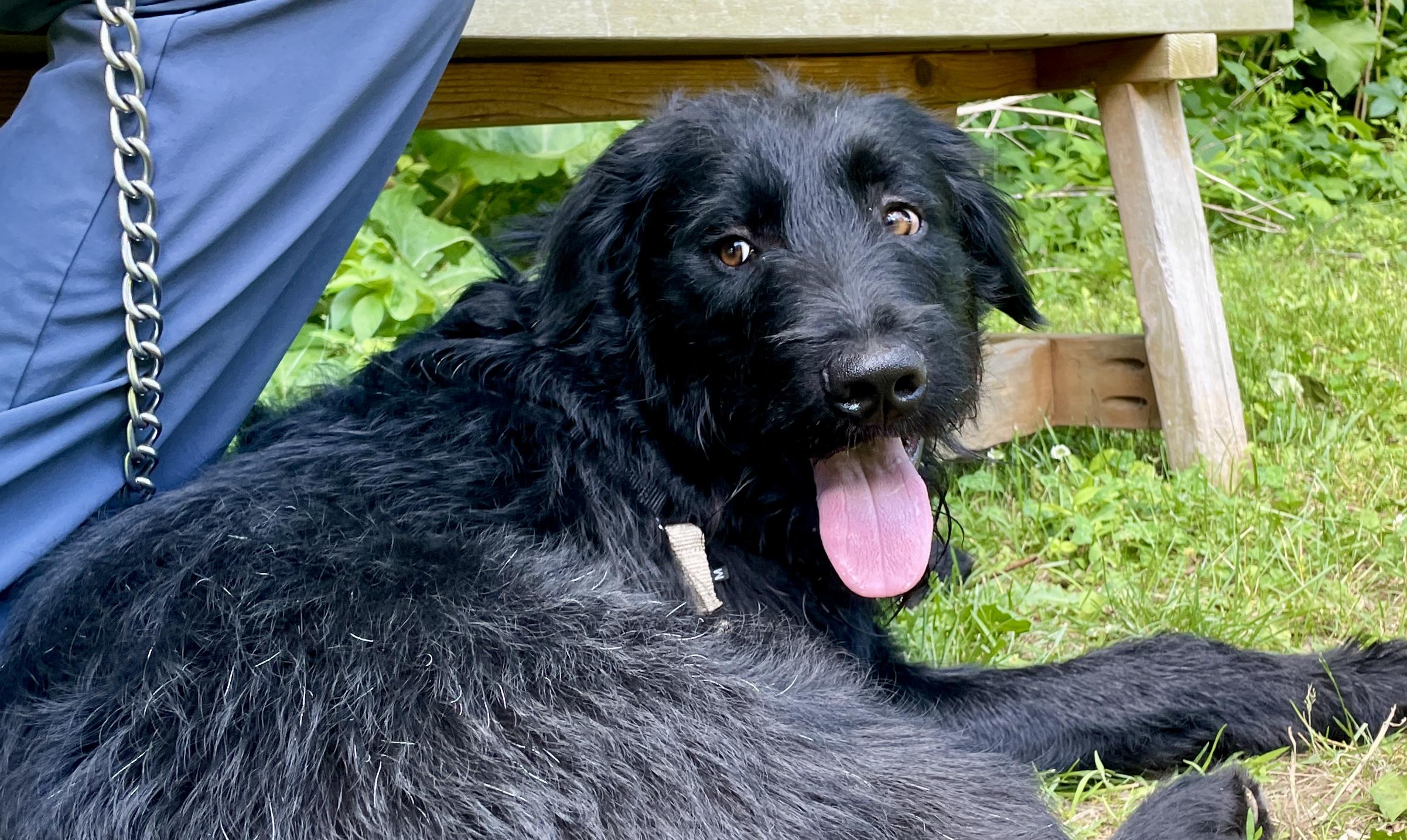 Church - Adoptable Pet | Petfinder | Petfinder