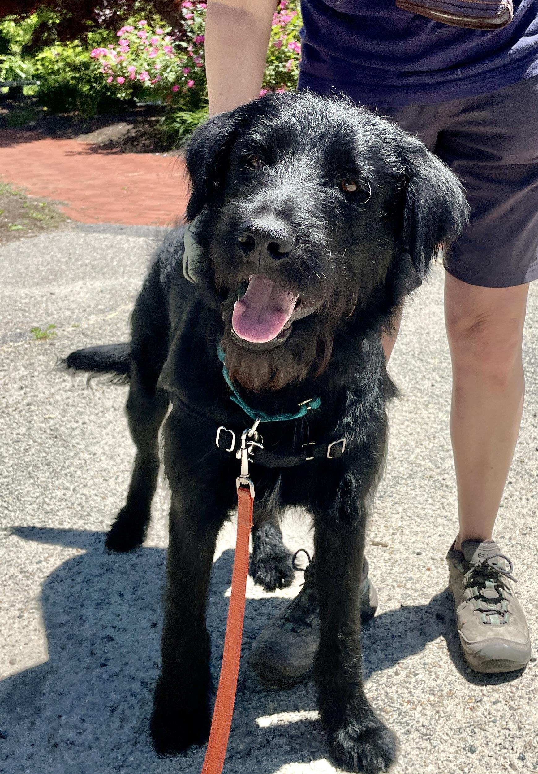 Church - Adoptable Pet | Petfinder | Petfinder