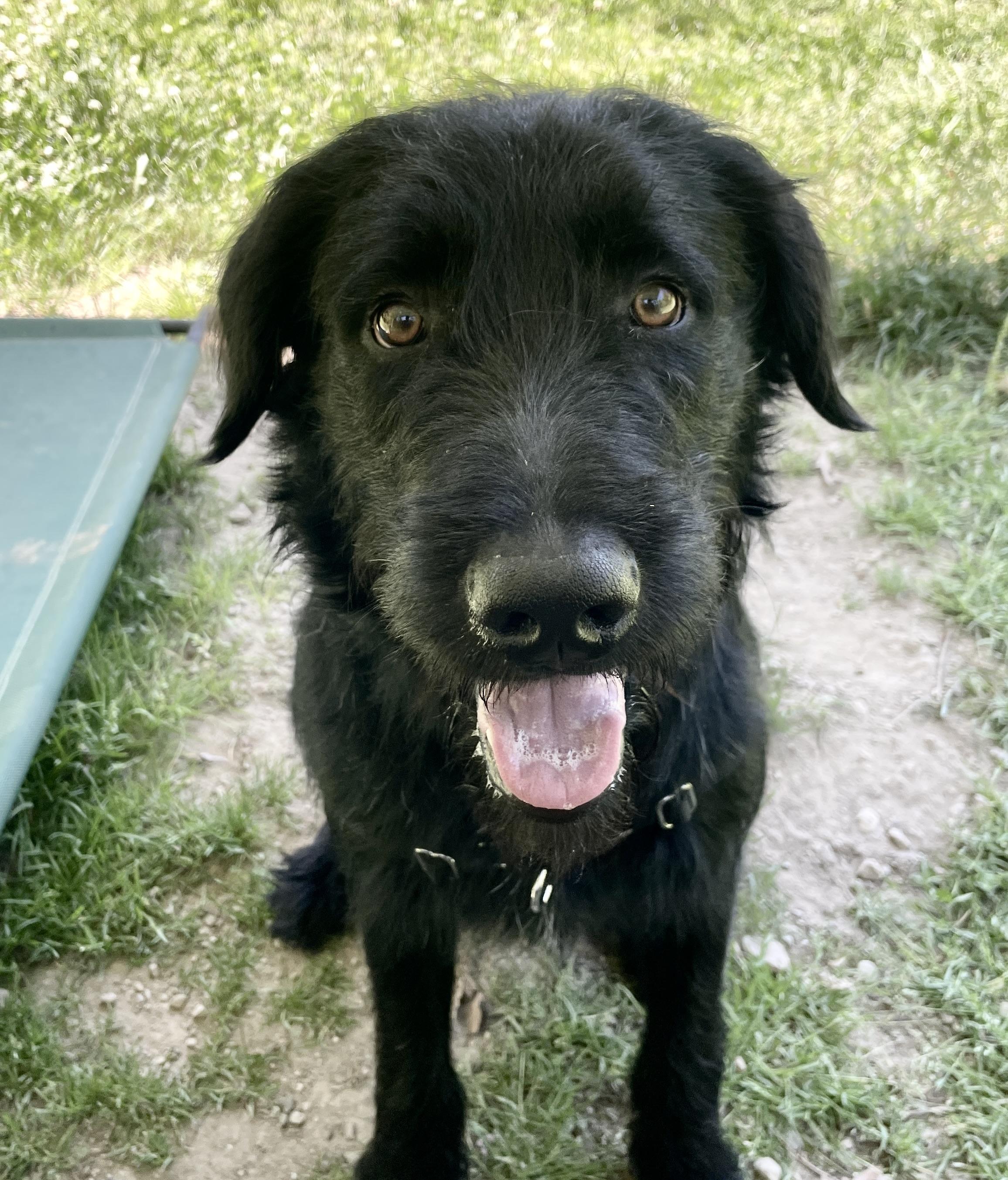 Church - Adoptable Pet | Petfinder | Petfinder