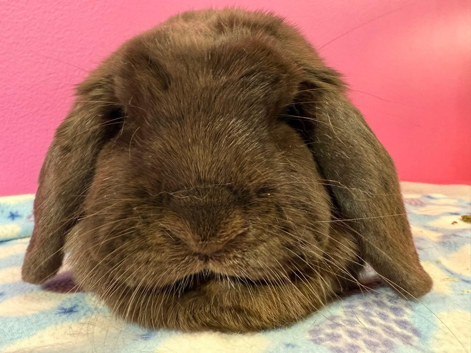 Rabbit for adoption - Rolo, a Lop Eared in St. Charles, MO | Petfinder