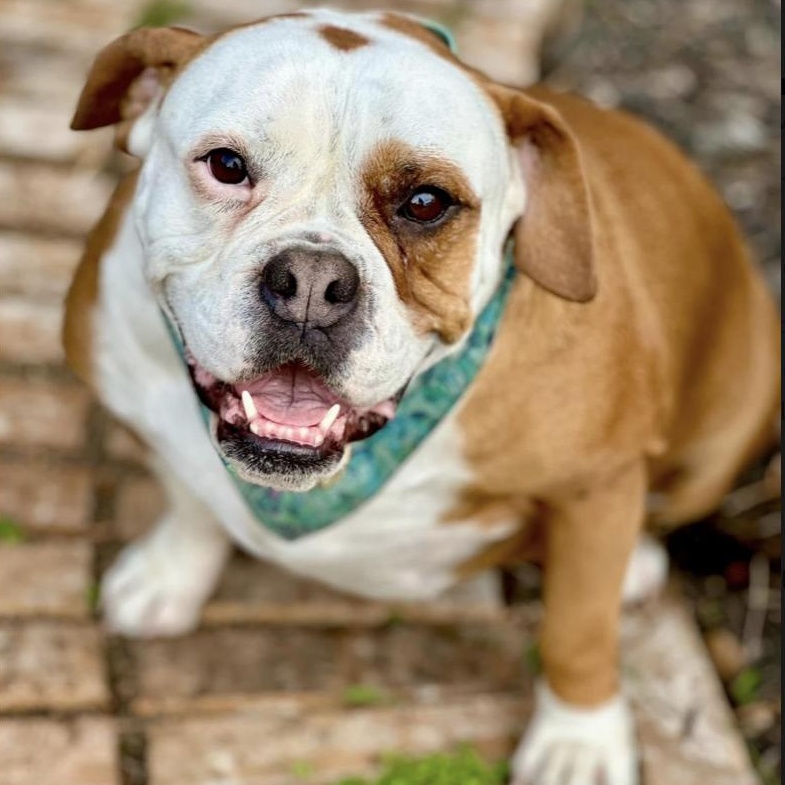 Dog for adoption - Athena, an English Bulldog in Portland, OR | Petfinder