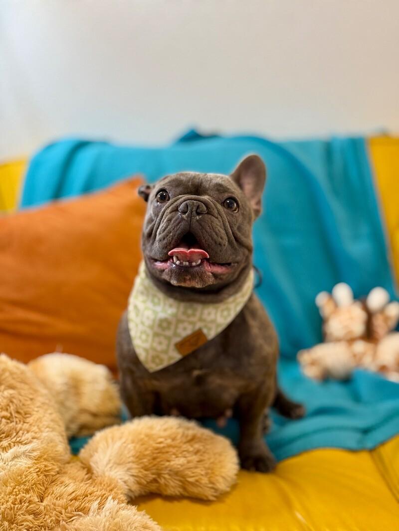 Dog for adoption - Jelly Bean, a French Bulldog Mix in vancouver, WA ...