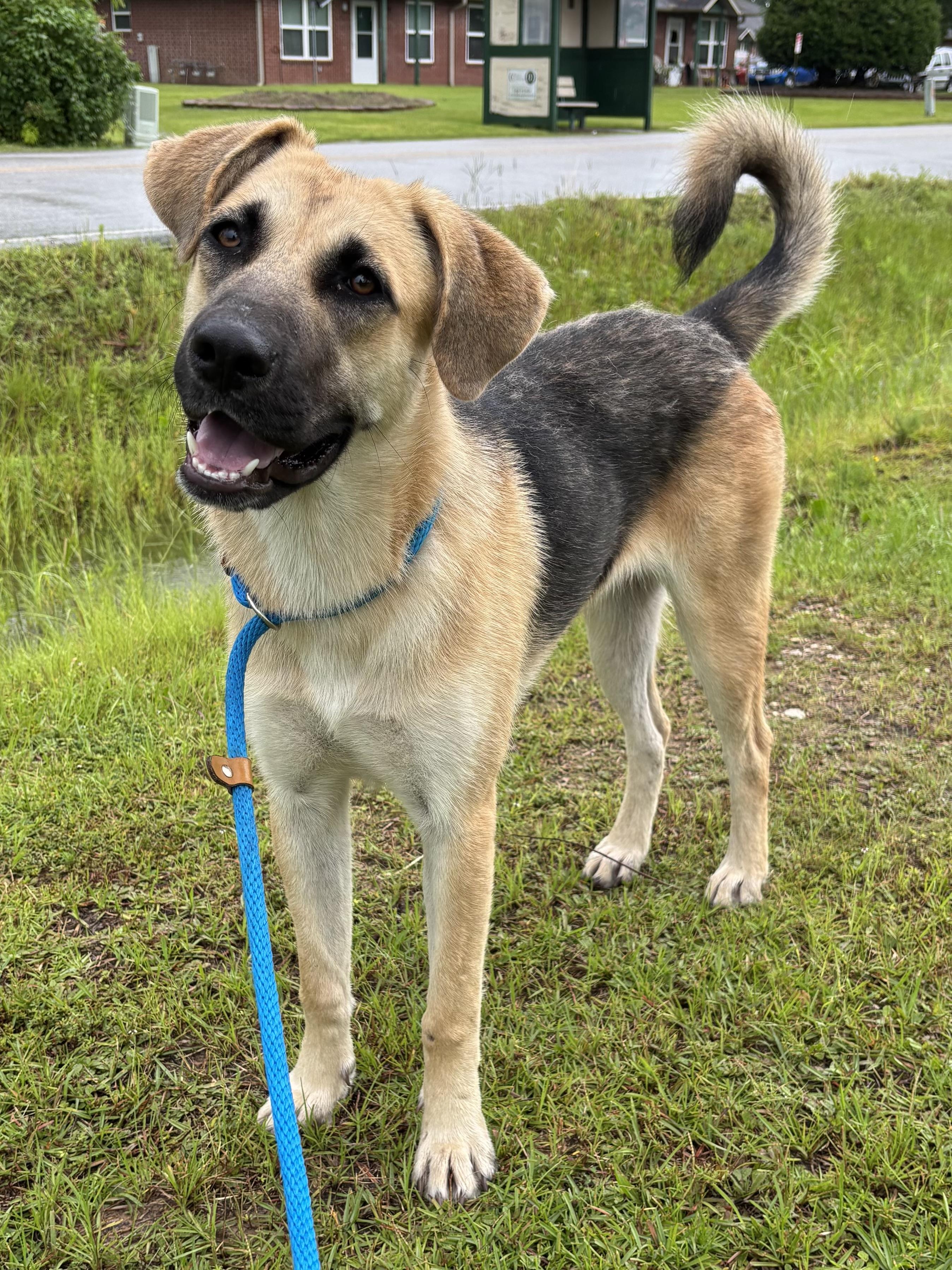 Dog for adoption - WILLOW GIRL, a German Shepherd Dog Mix in Bend, OR ...