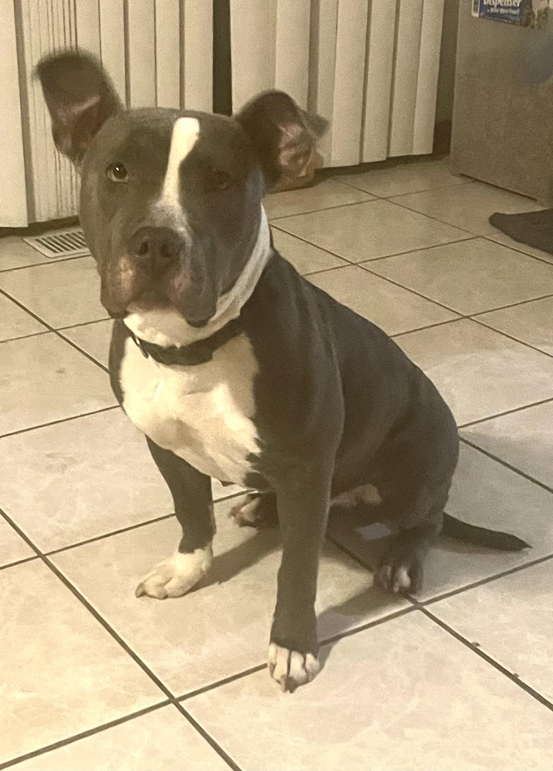 Dog for adoption - Diamond (CP), a Mixed Breed in Clinton, IL | Petfinder