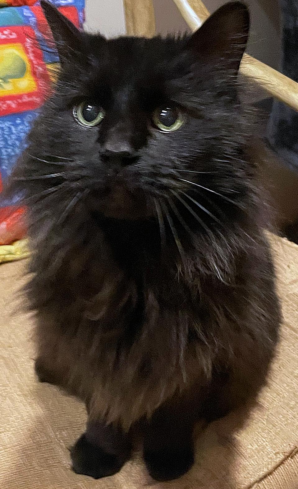 Cat for adoption - Malachi, a Domestic Long Hair Mix in Lacon, IL ...