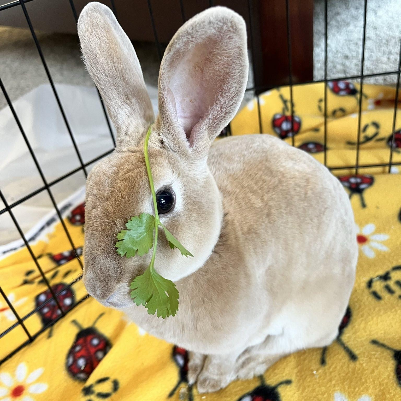 Rabbit for adoption - Penelope / “Penny” - Needs a companion bunny ...