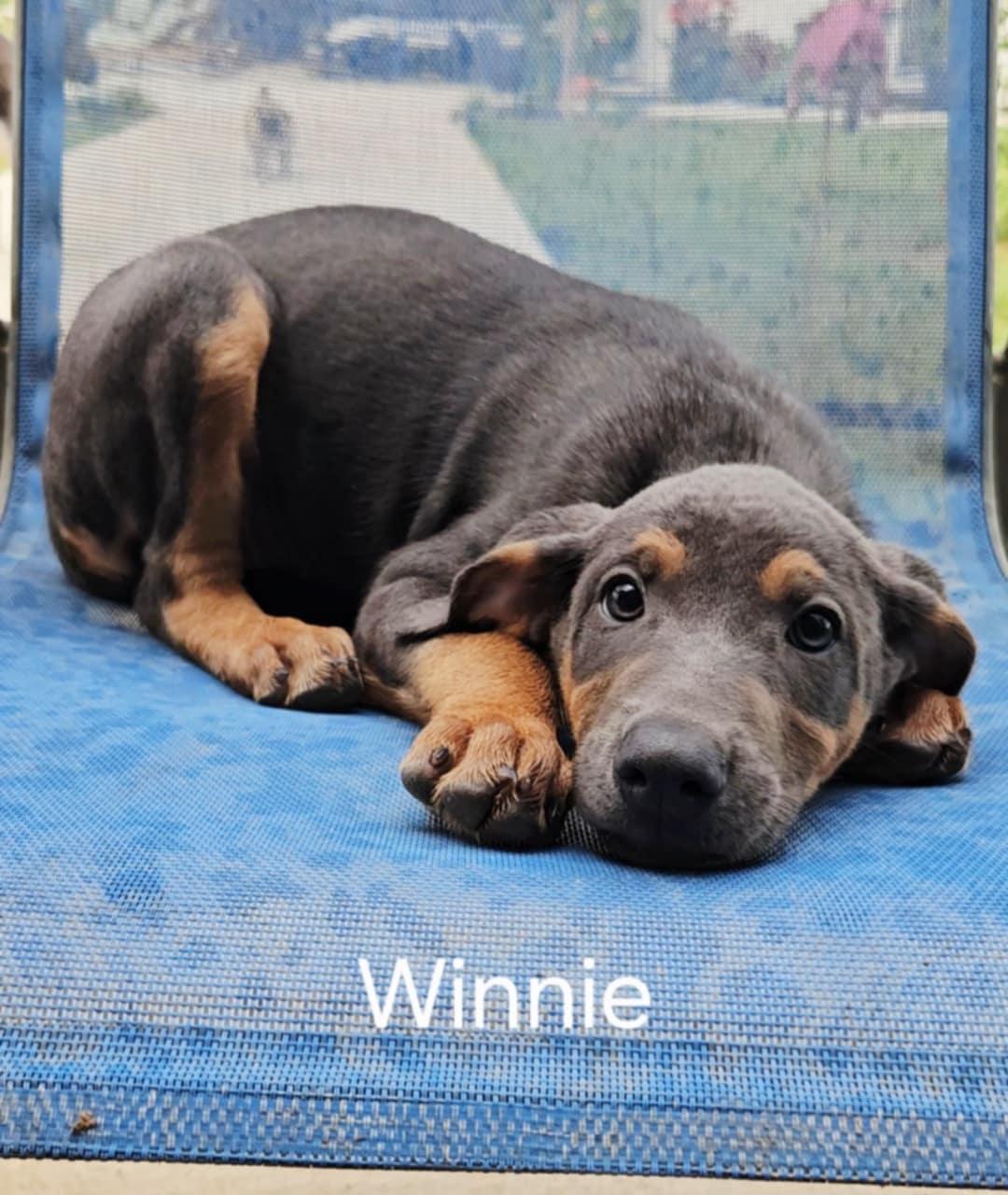 Dog for adoption - Winnie, a Mixed Breed in Madison, NC | Petfinder