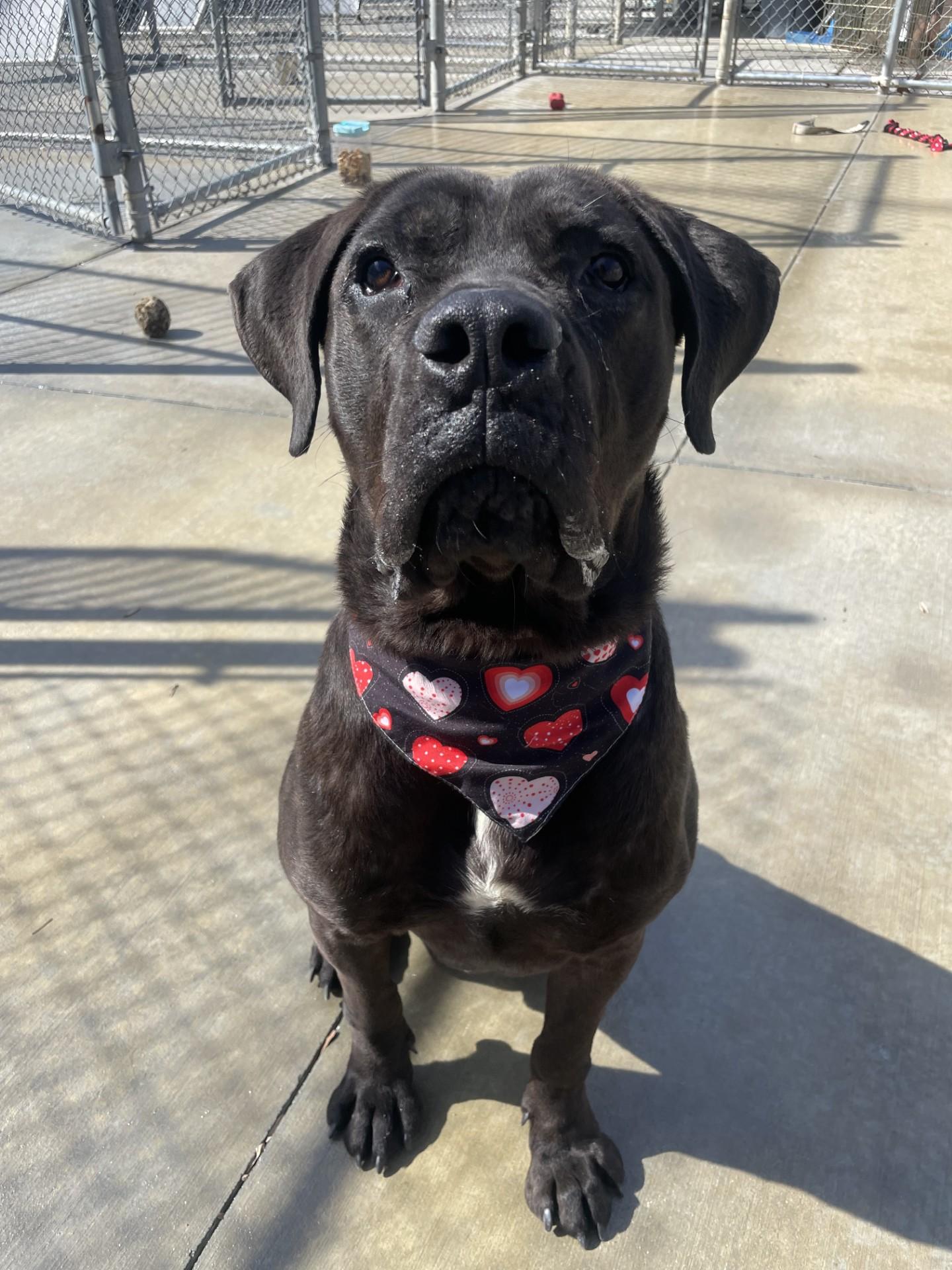 Dog for adoption - Hamlet, a Mastiff & Great Dane Mix in Cornelius, NC | Petfinder