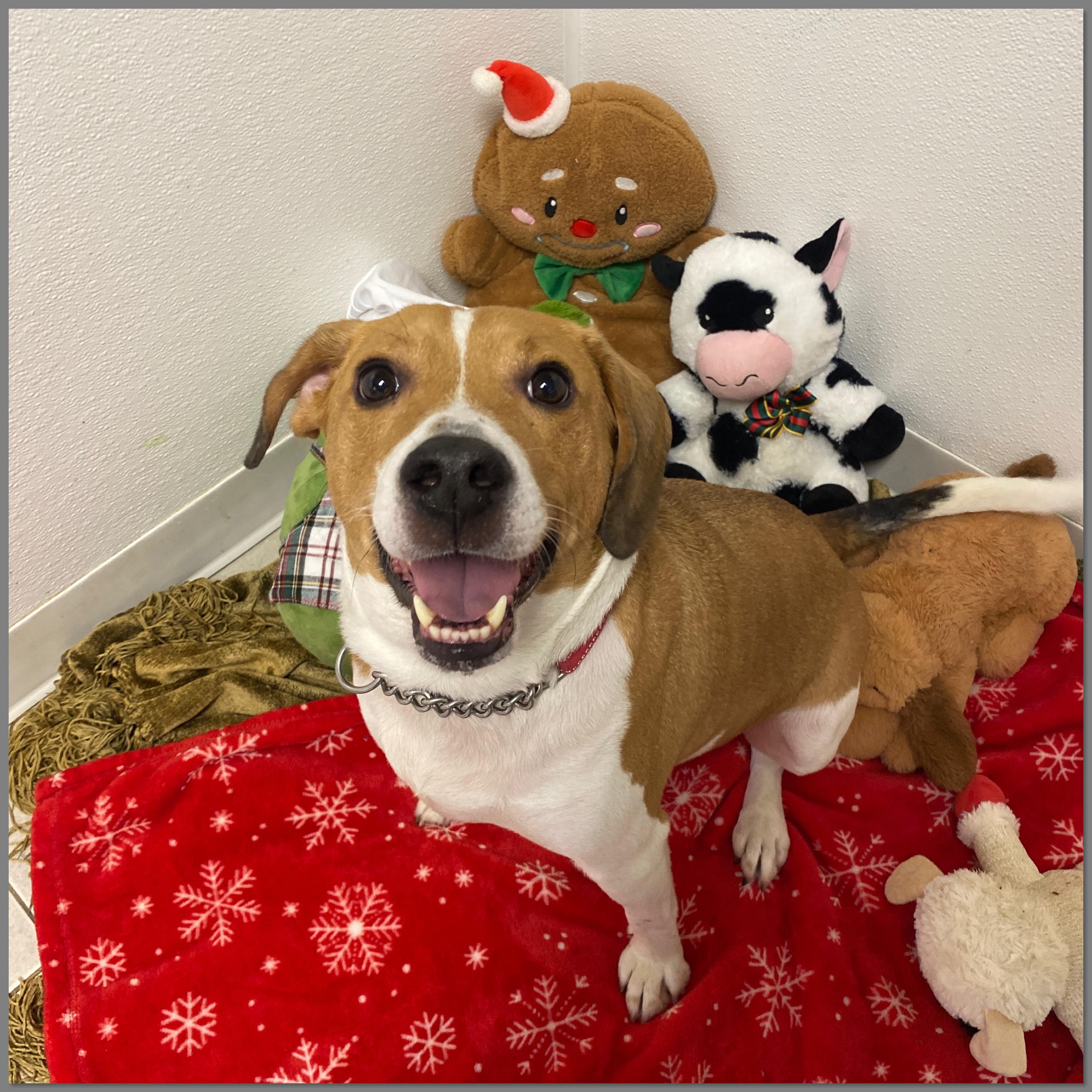 Puck - Adoptable Pet | Petfinder | Petfinder