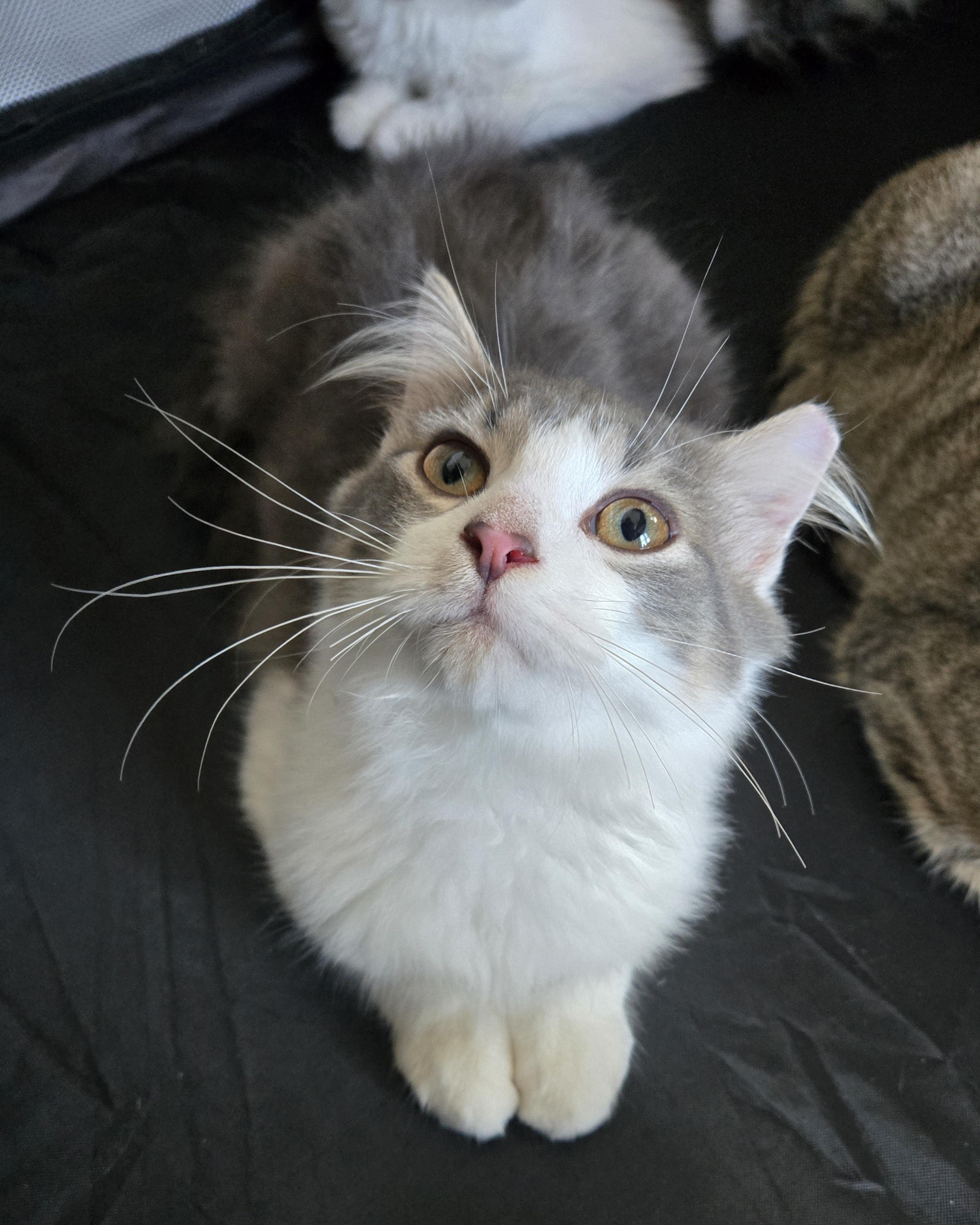 Cat for adoption - Marshmallow (will melt in your arms!), a Domestic ...