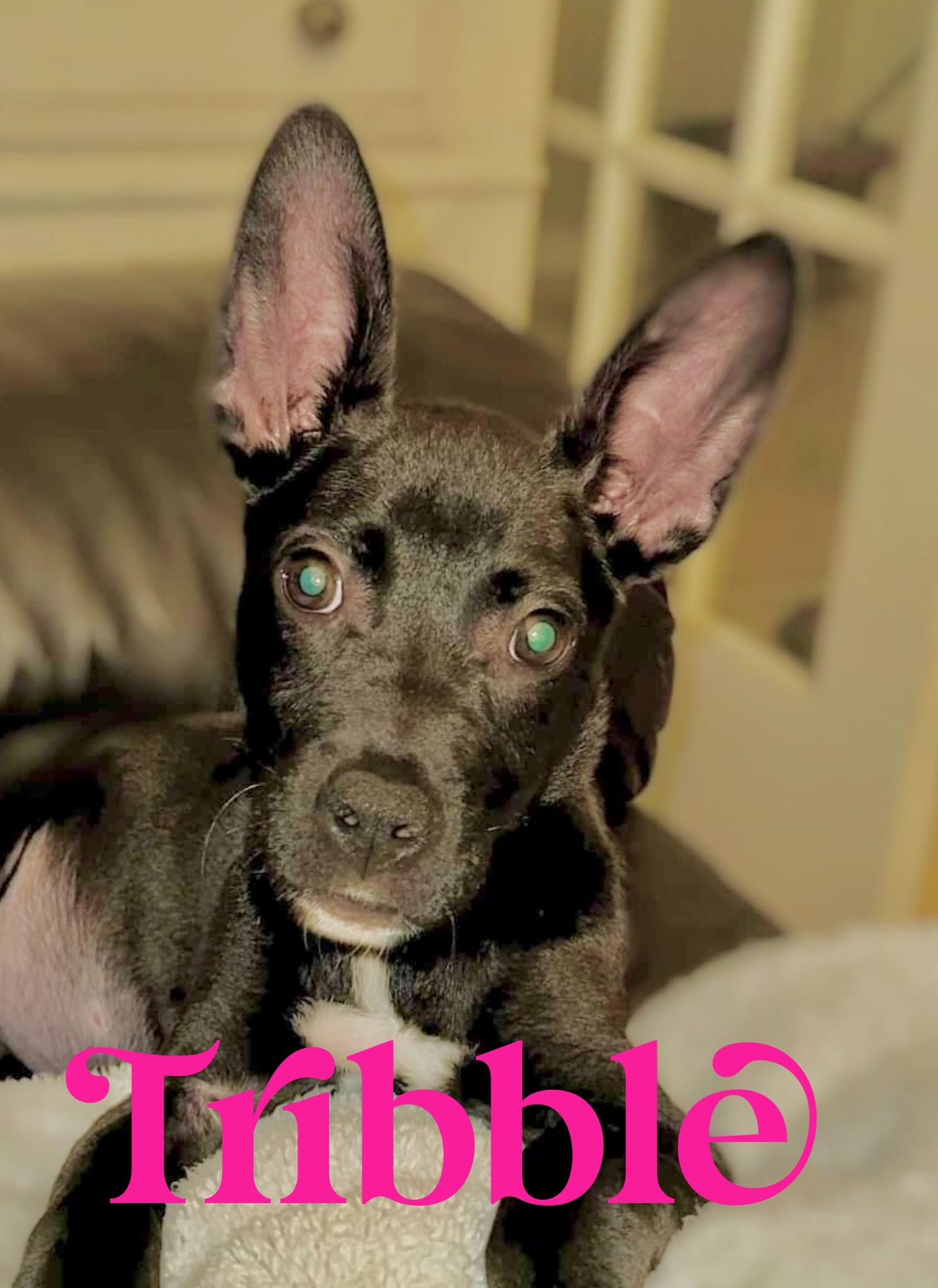 Dog for adoption - TRIBBLE…..gentle and loving!, a Pit Bull Terrier Mix ...