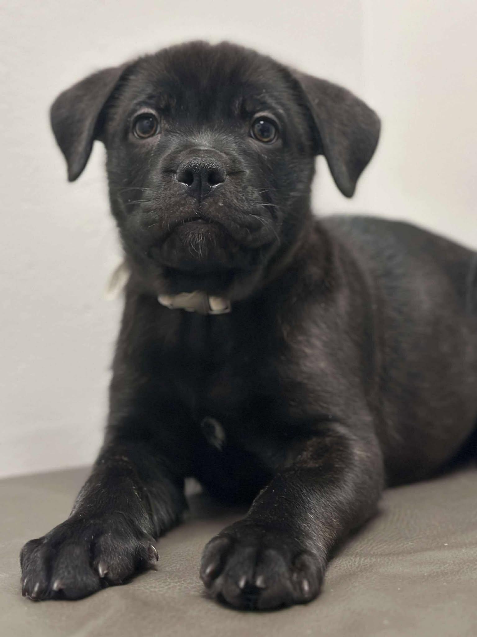 Dog for adoption - Pip, a Mixed Breed in Mississauga, ON | Petfinder